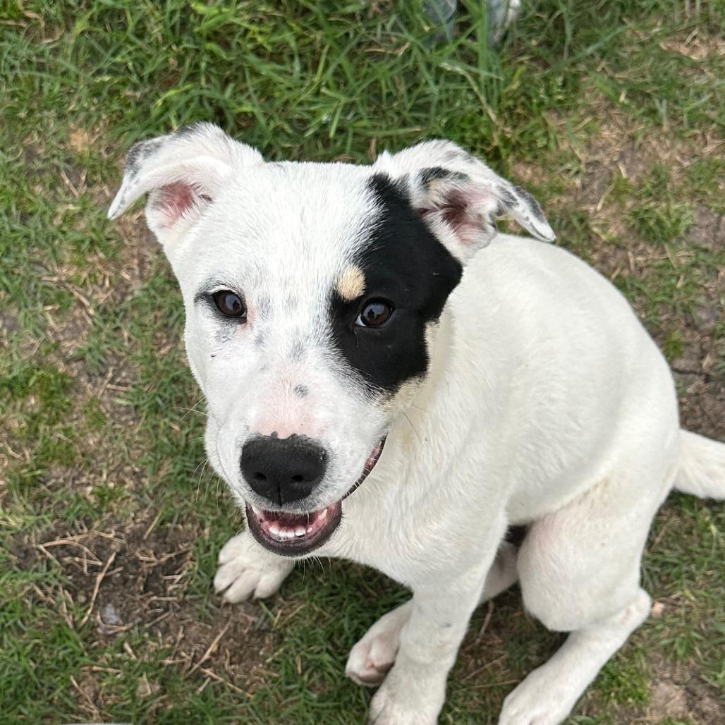 Dog for adoption - Cinder CI, a Great Pyrenees & Border Collie Mix in ...
