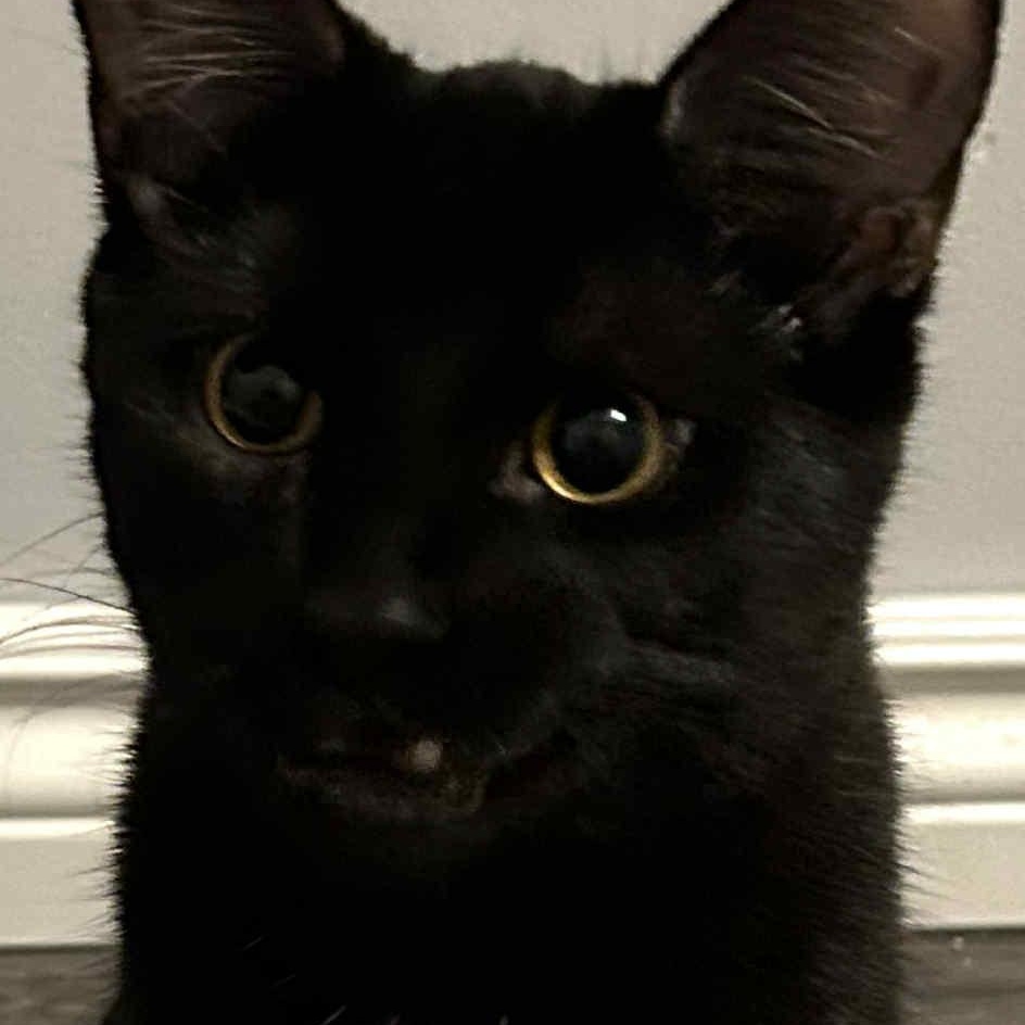 Cat for adoption - Ferdie - A Chatty Love Bug!, a Domestic Short Hair ...