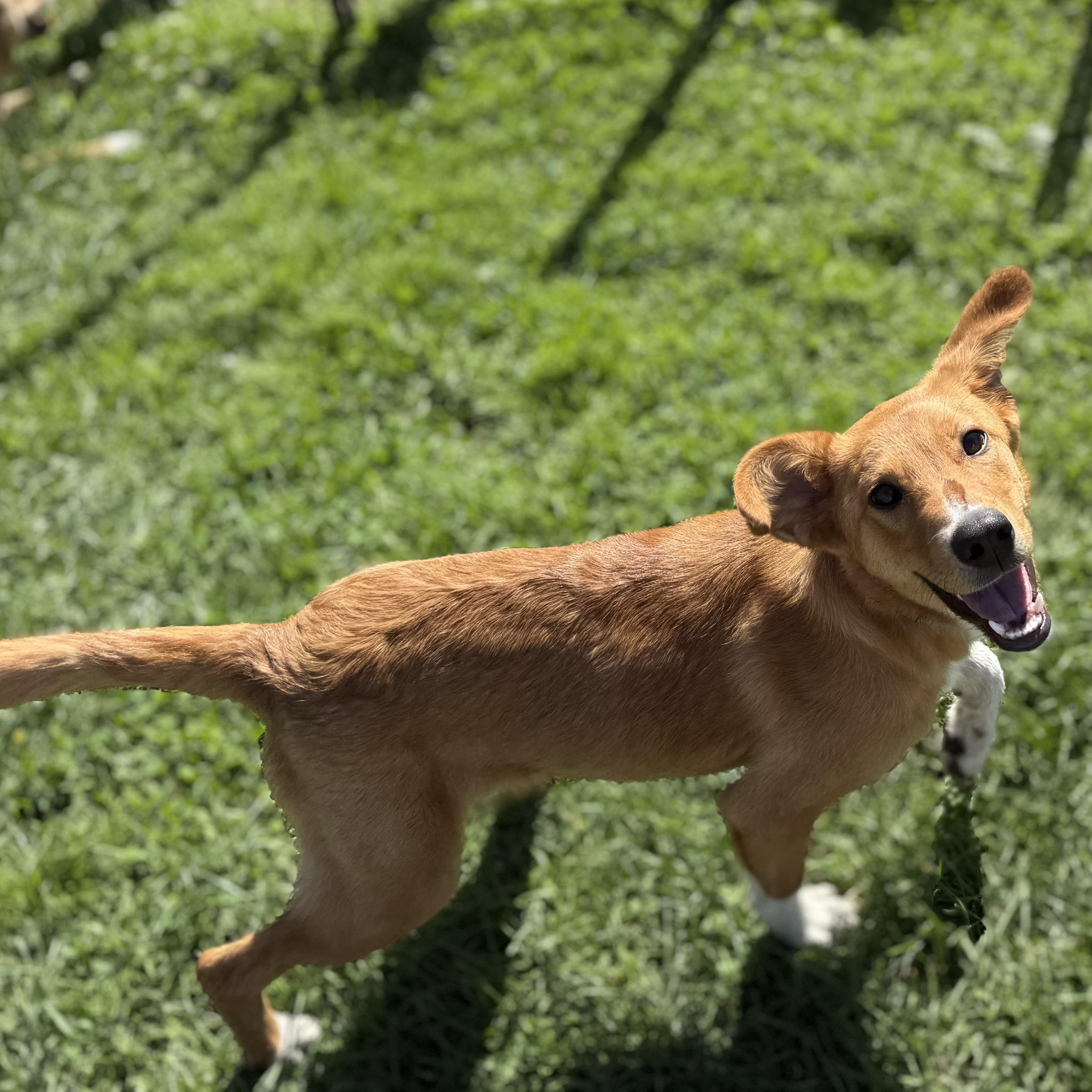 Dog for adoption - Charlie, a Labrador Retriever & Collie Mix in ...