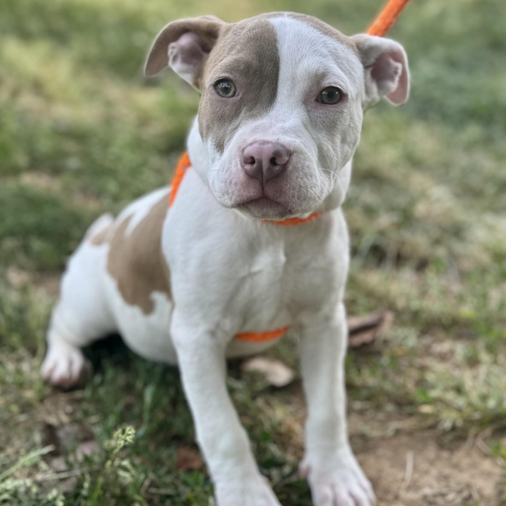 Durham, NC Animal Shelters & Rescues