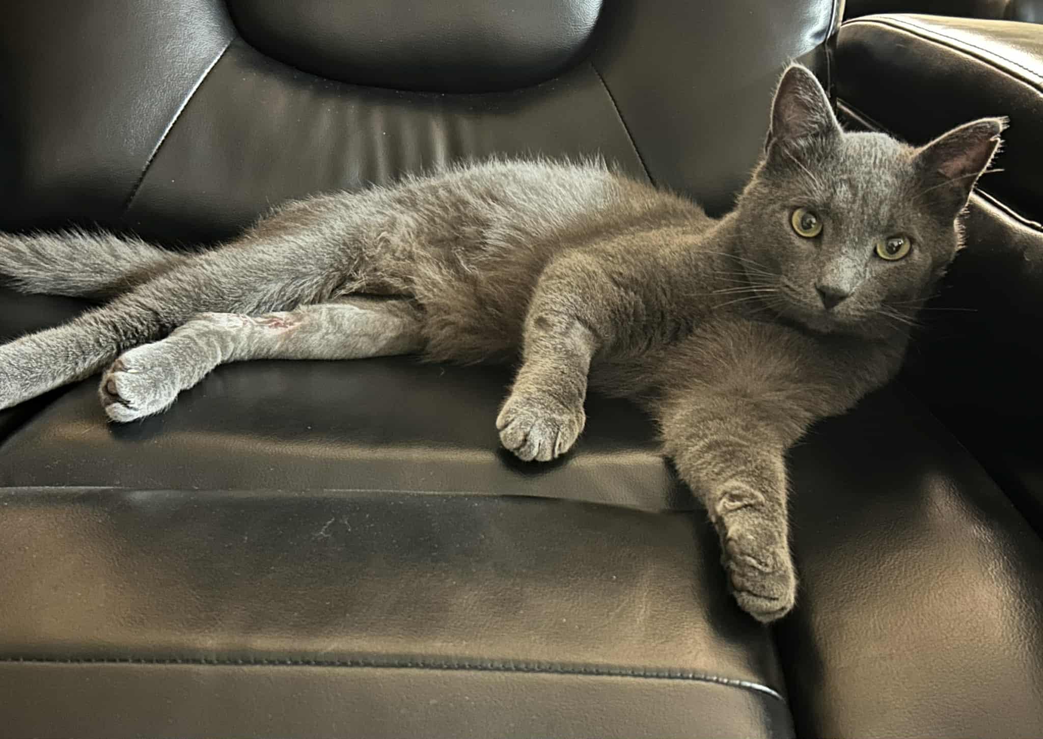 Cat for adoption - Noah 1124, a Domestic Short Hair & Russian Blue Mix ...