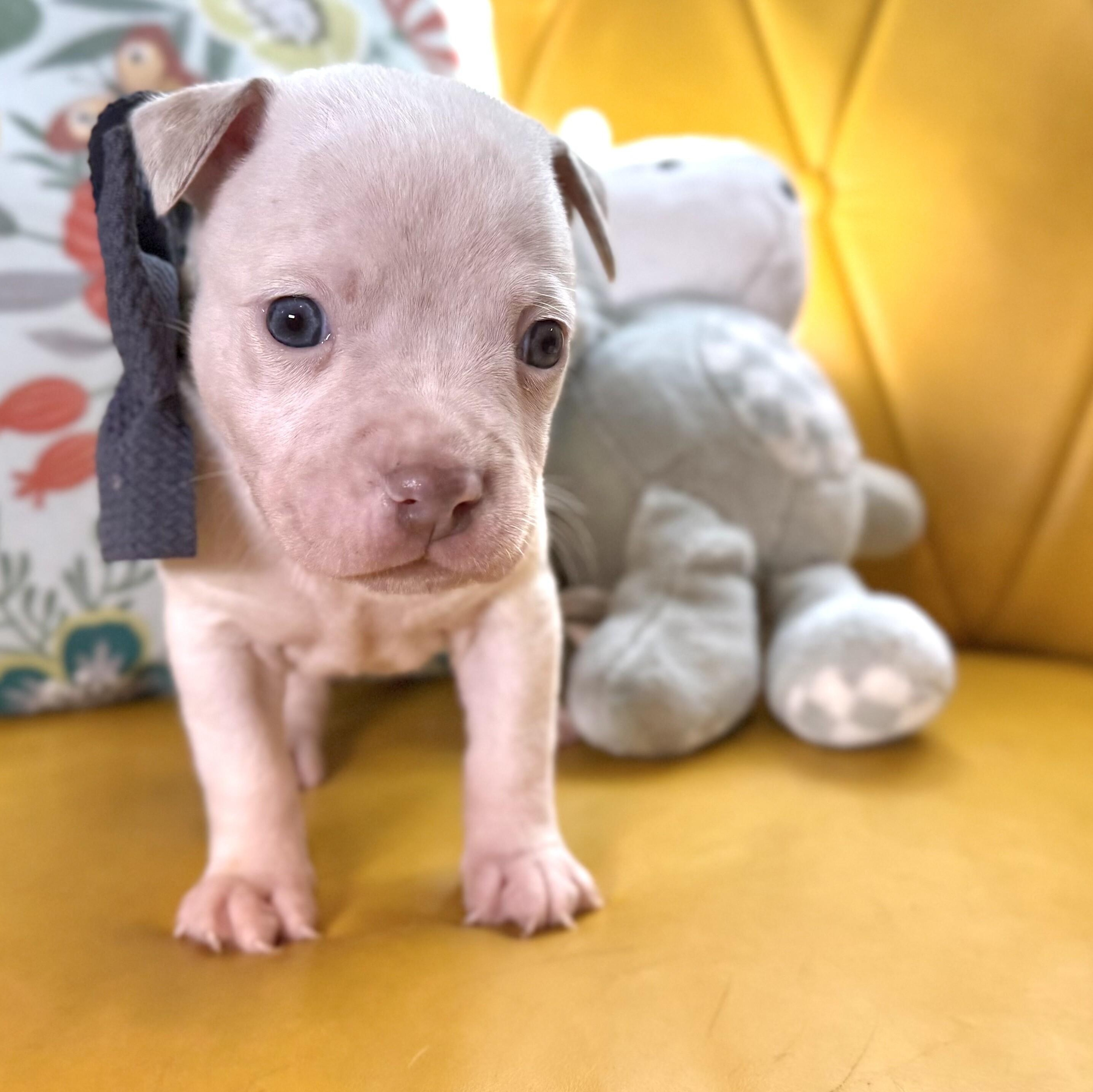Dog for adoption - Telemachus Penelope, an Australian Shepherd & Pit ...