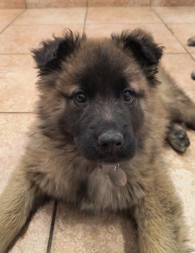Dog for adoption - Ozmite, a German Shepherd Dog & Siberian Husky Mix ...