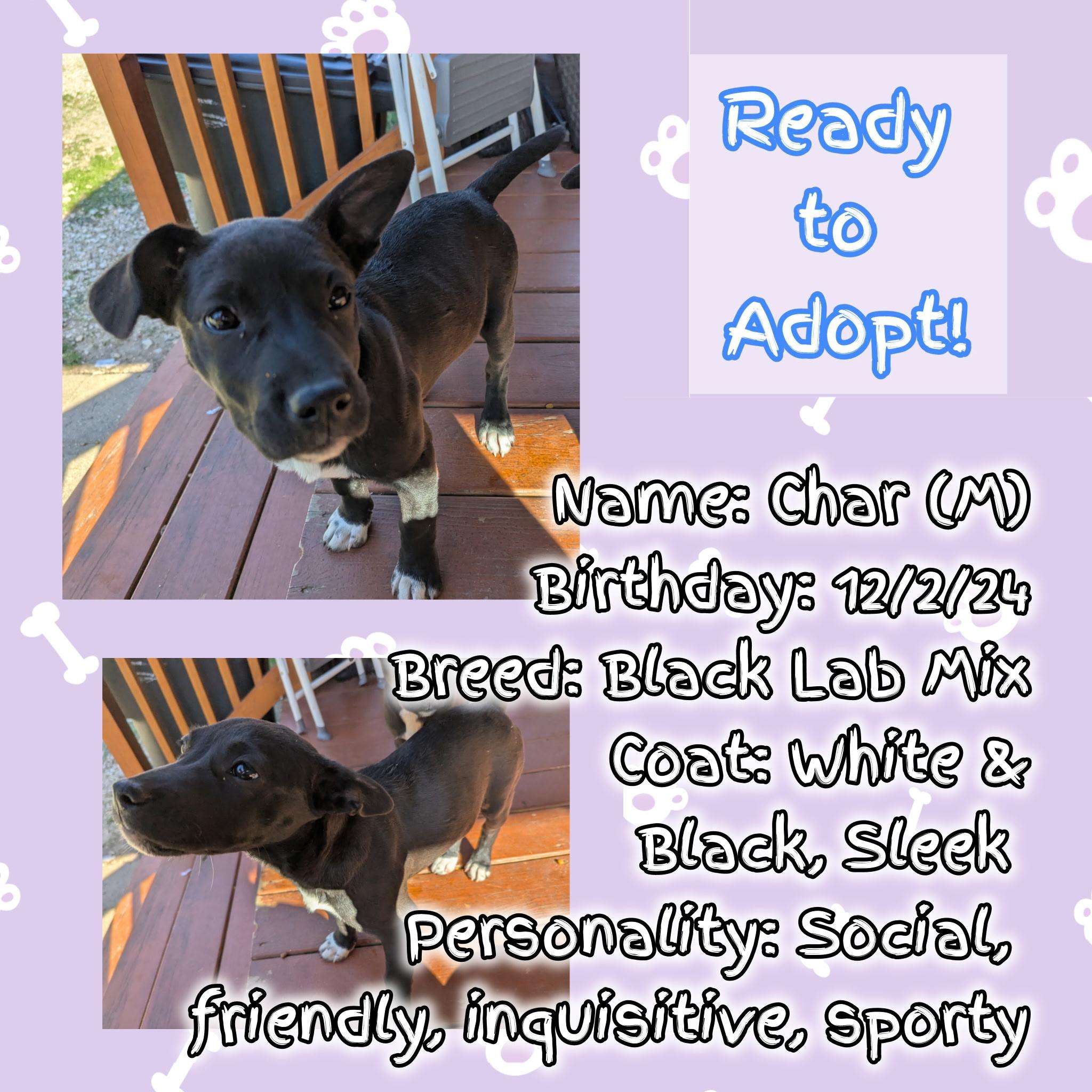 Dog for adoption - Char, a Black Labrador Retriever Mix in Marysville ...