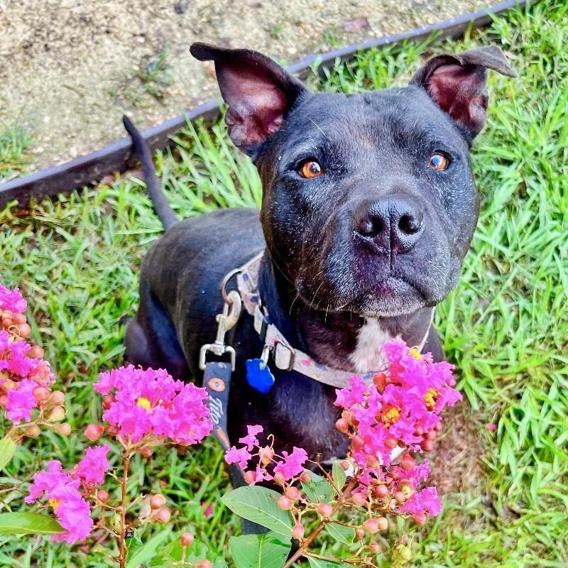 Dog for adoption - Polly Anna, an American Staffordshire Terrier ...