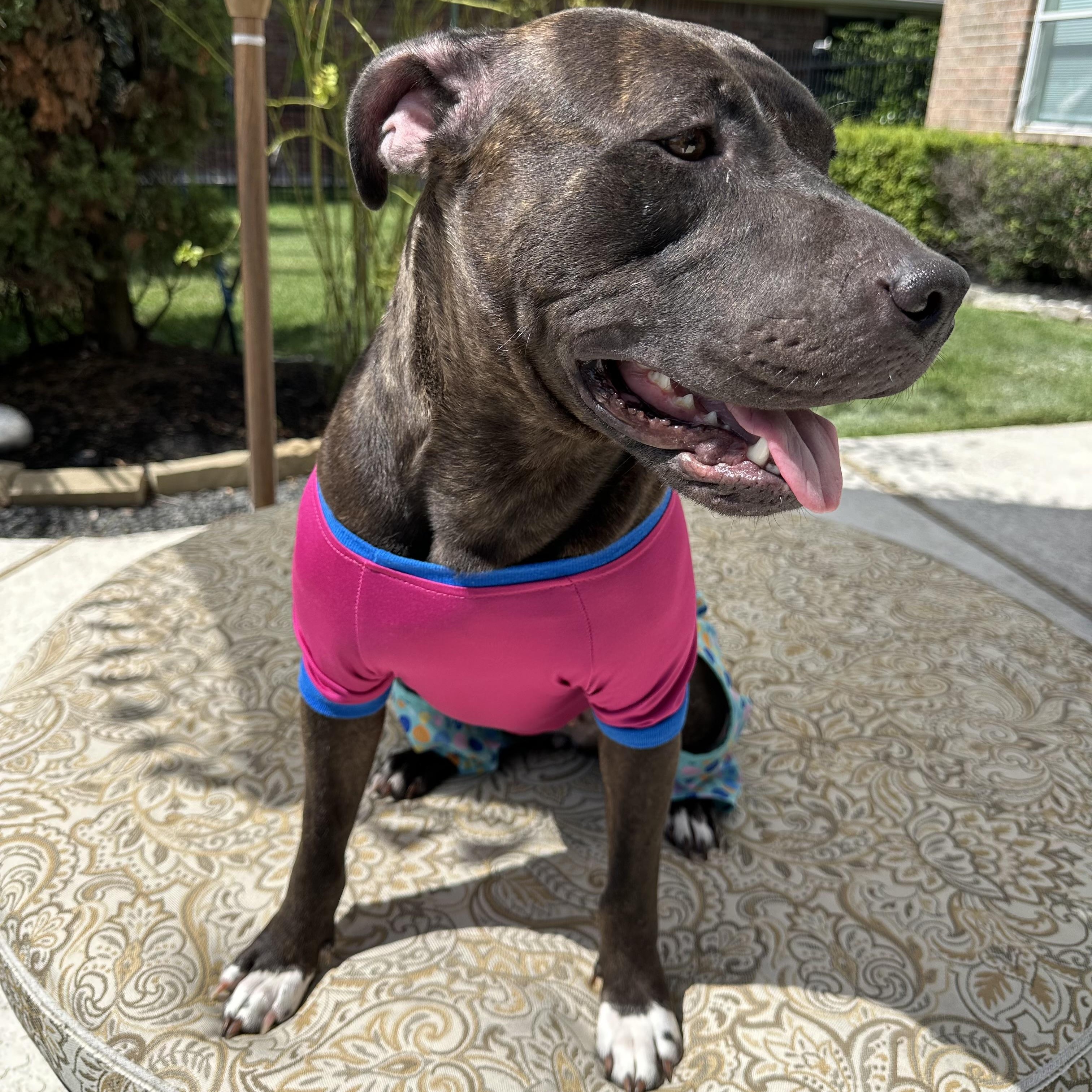 Dog for adoption - Ruby Doo, a Mixed Breed in Portland, OR | Petfinder