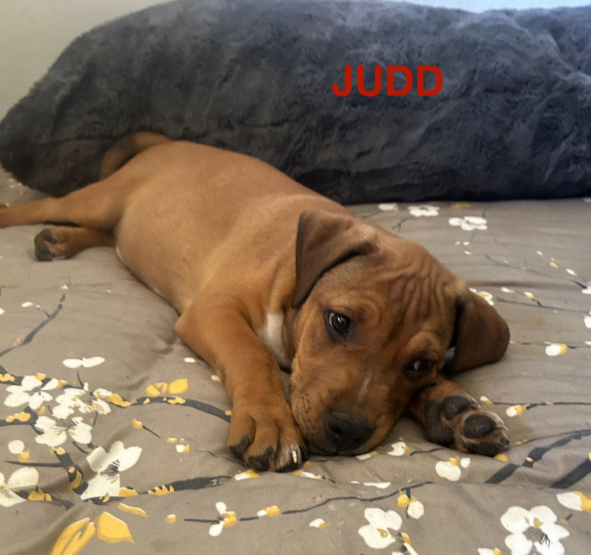 Dog for adoption - judd, a Pit Bull Terrier Mix in Madison, WI | Petfinder