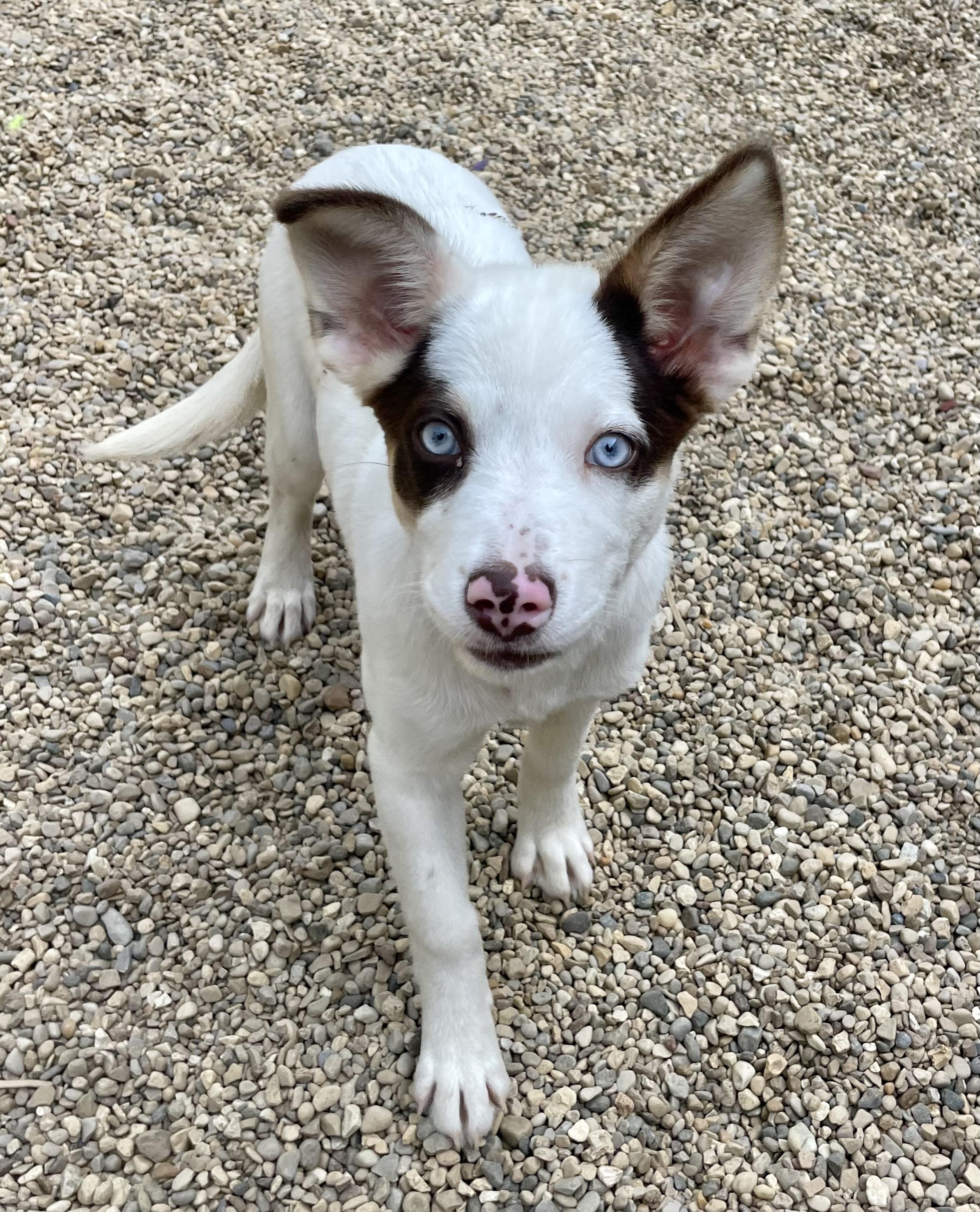 Available Dogs - The A.R.K - Animal Recycling Kennel