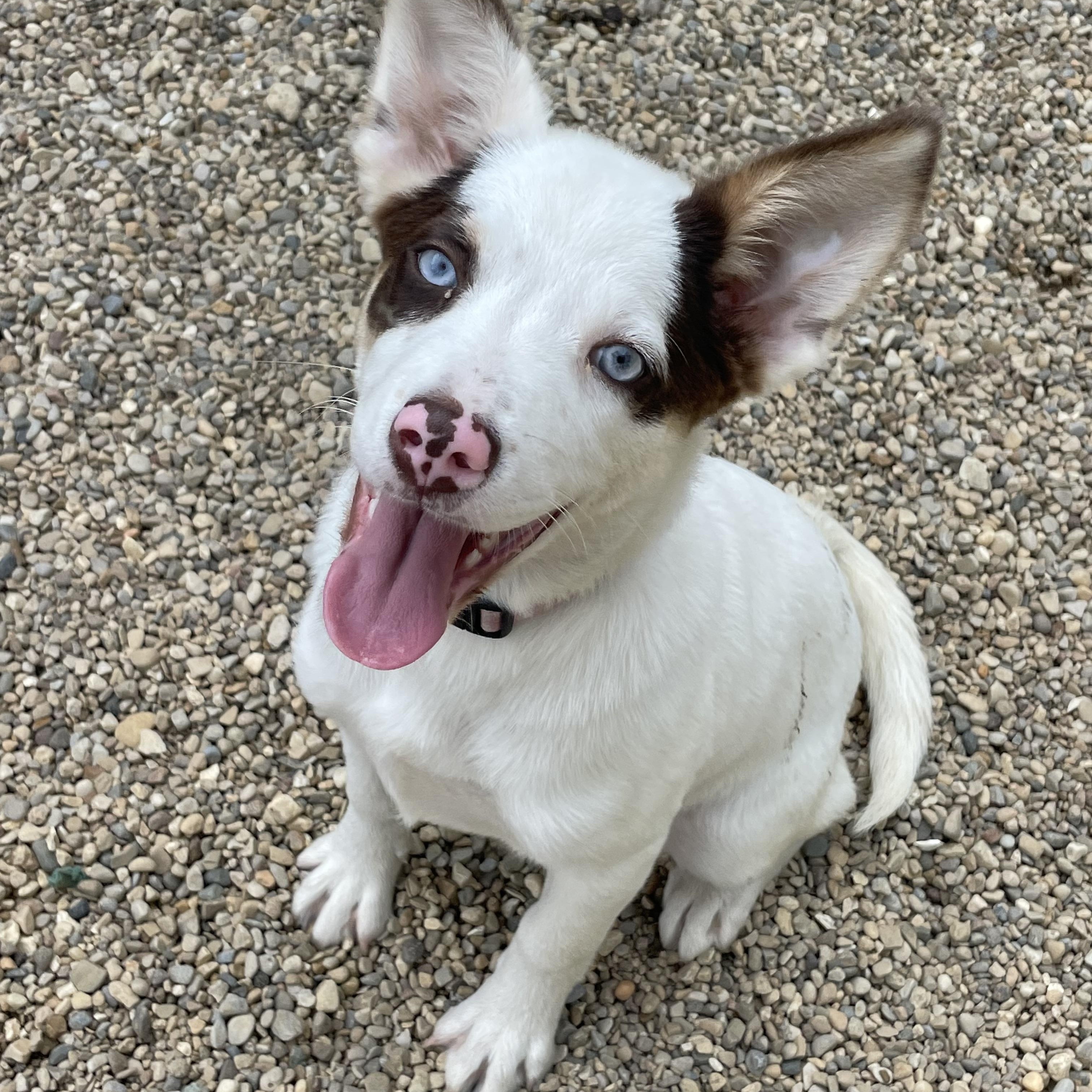 Available Dogs - The A.R.K - Animal Recycling Kennel