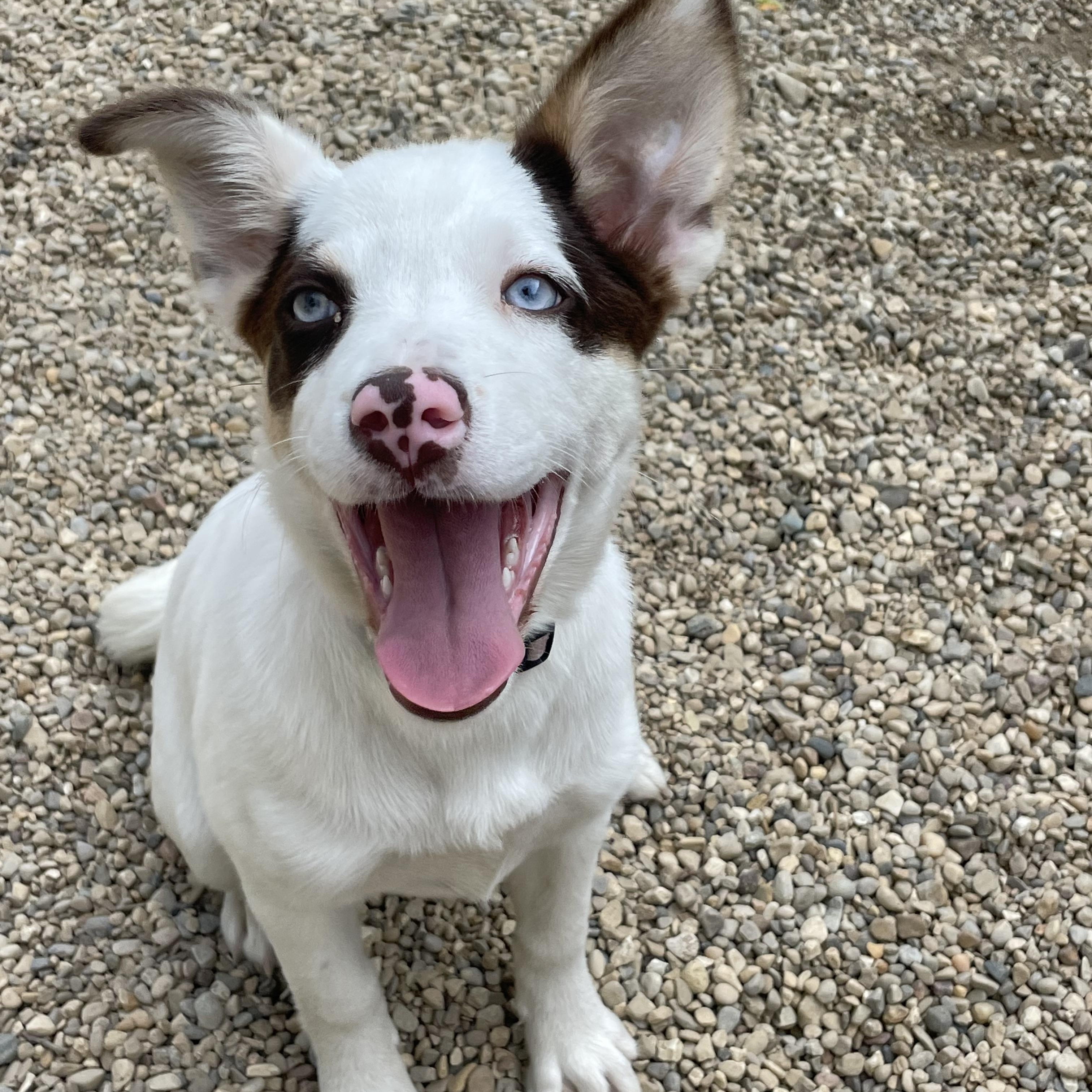 Available Dogs - The A.R.K - Animal Recycling Kennel