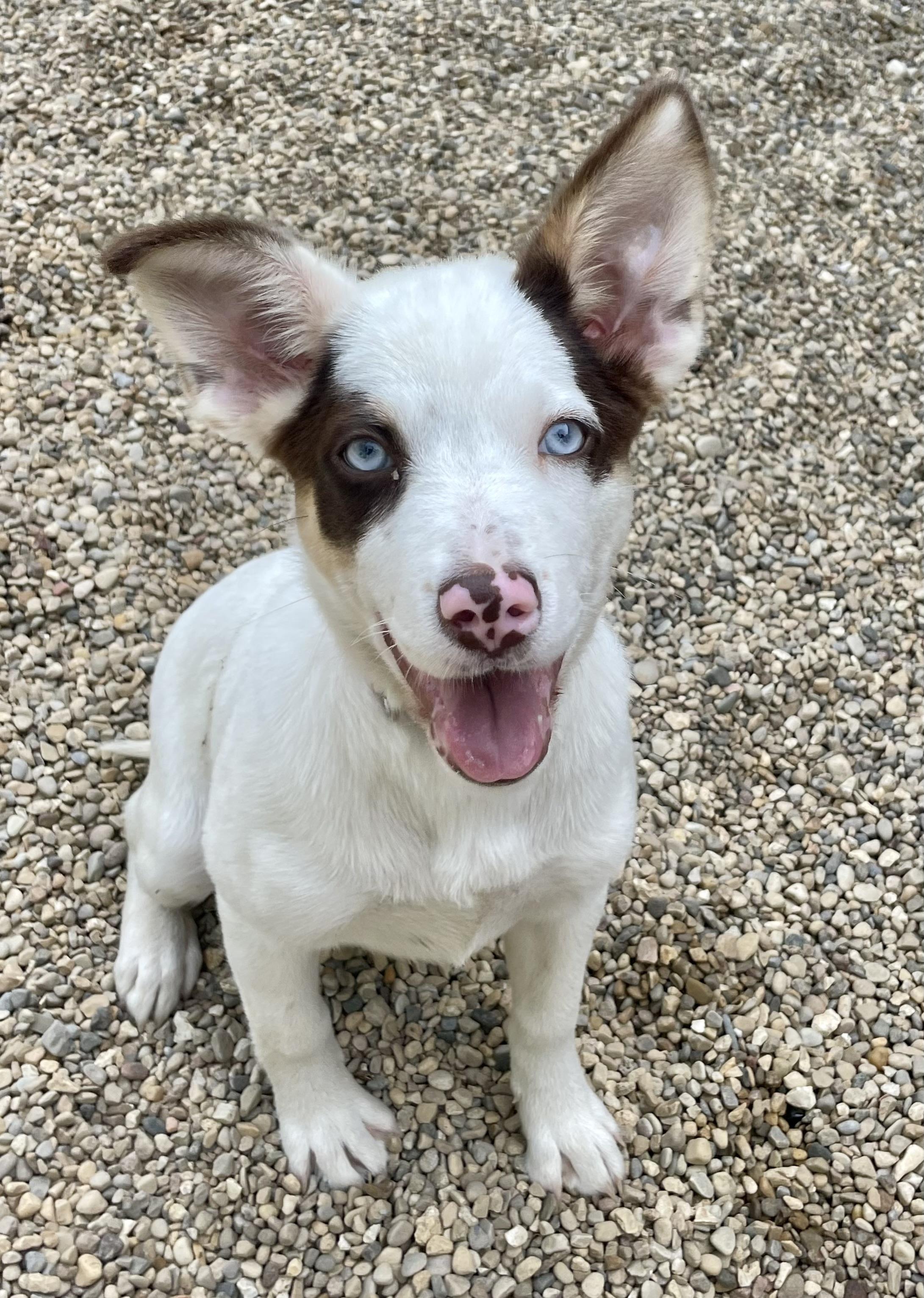 Available Dogs - The A.R.K - Animal Recycling Kennel