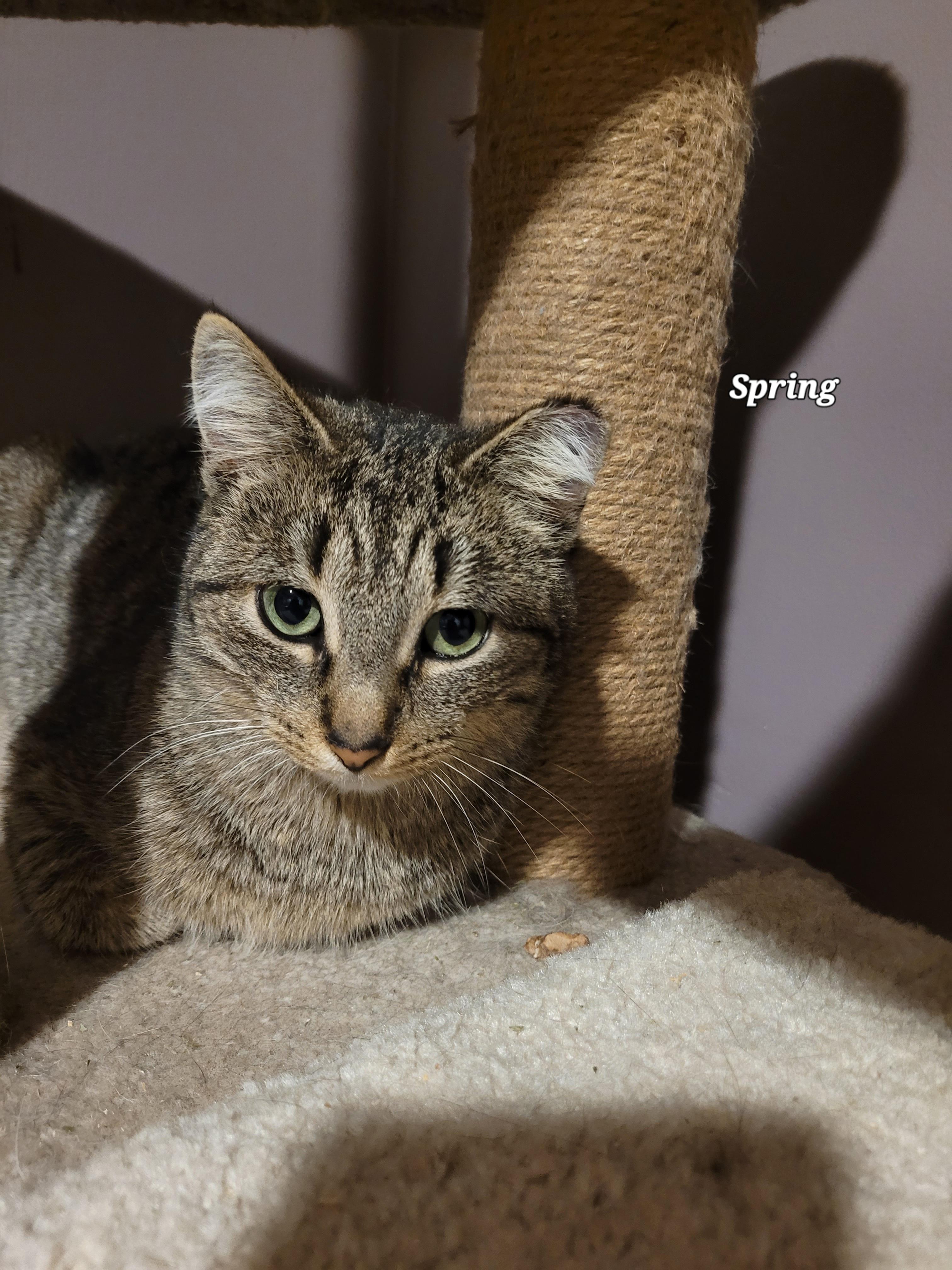 Cat for adoption - Spring (f) 1yrs old tabby, a Domestic Short Hair in ...