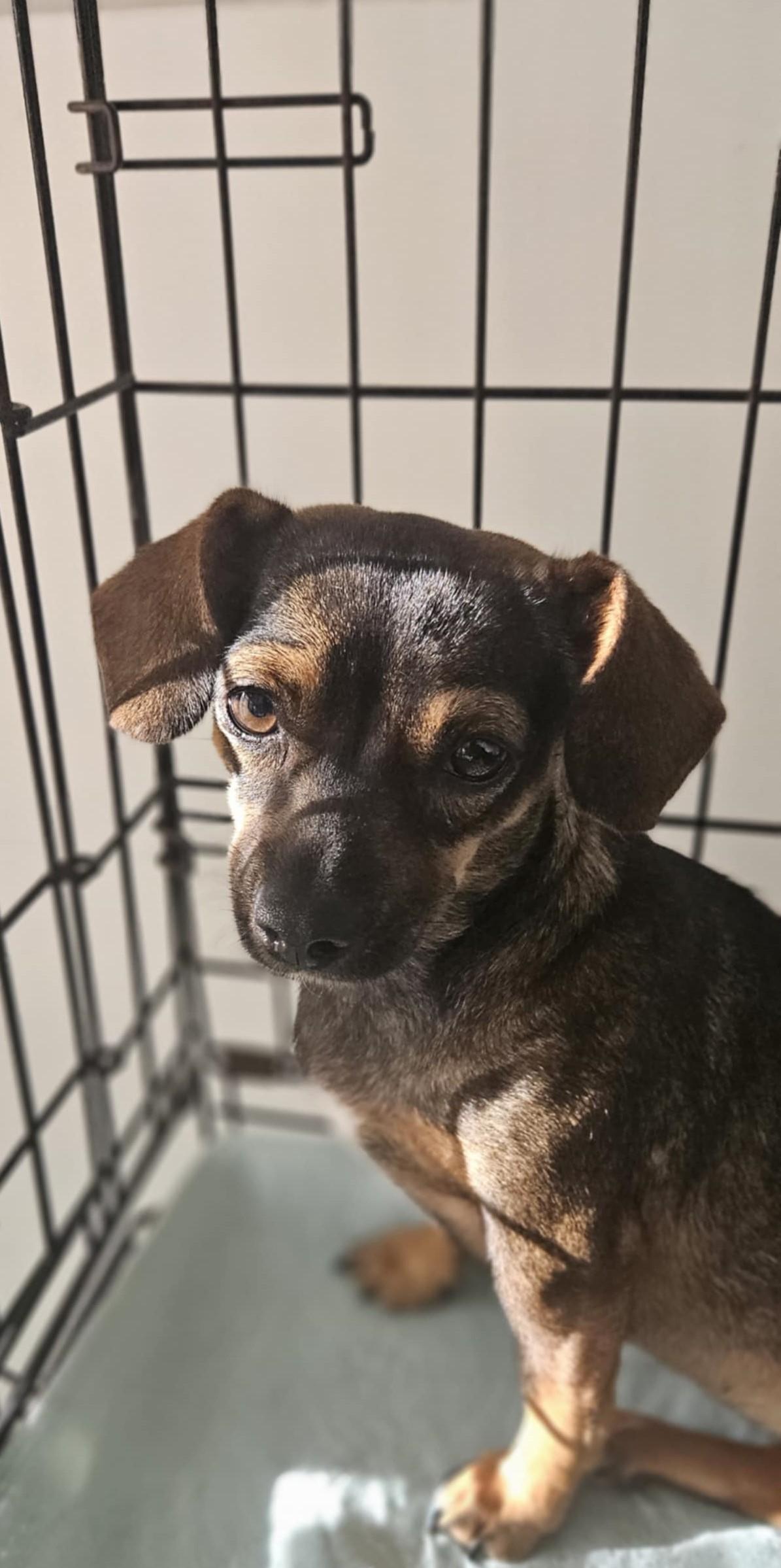 Dog for adoption - Candace, a Dachshund & Chihuahua Mix in Sanger, TX ...