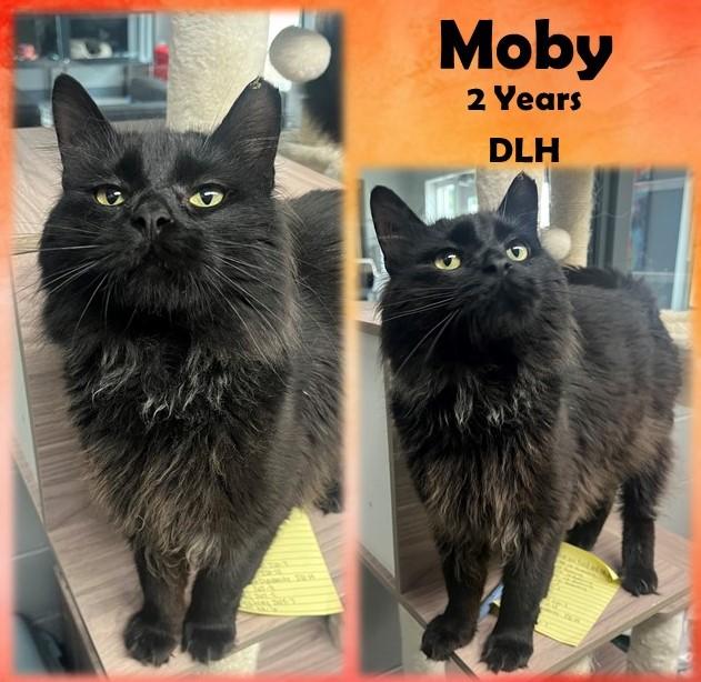 Cat for adoption - Moby, a Domestic Long Hair in Franklin, IN | Petfinder