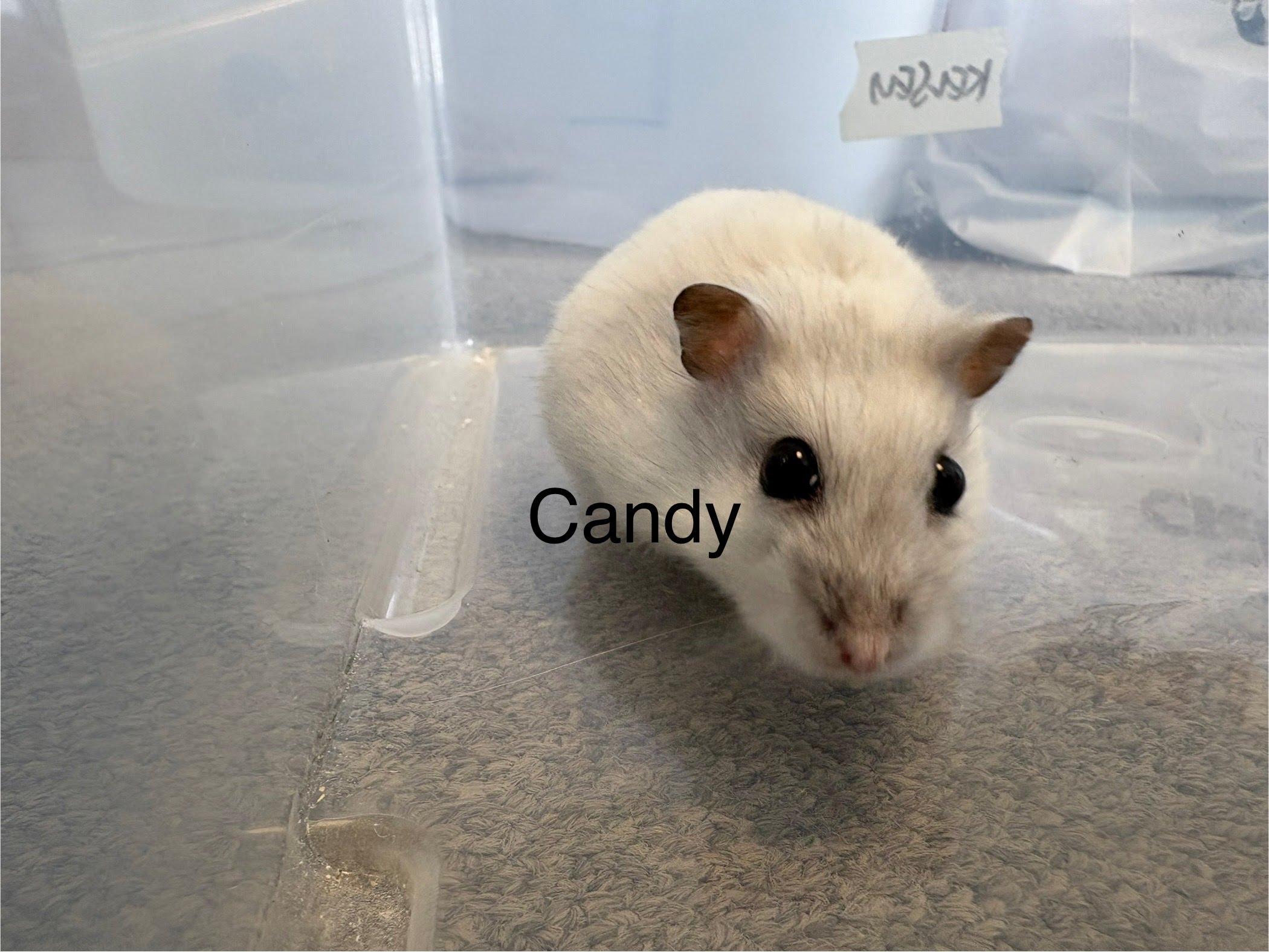 Hamster for adoption - Candy, a Dwarf Hamster in FRANKTON, IN | Petfinder