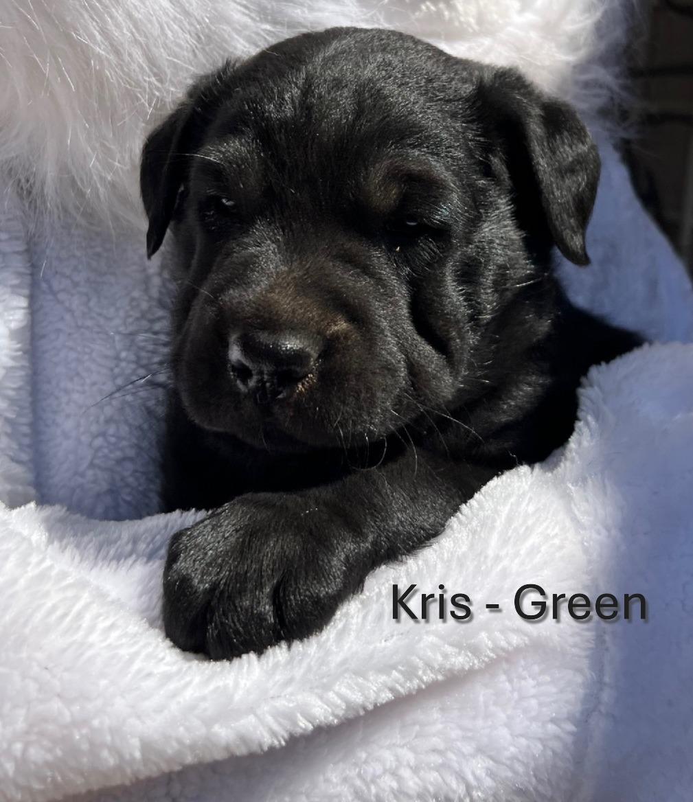 Dog for adoption - Shotzie - Male puppies - Dillon, Finn, Kris, and ...