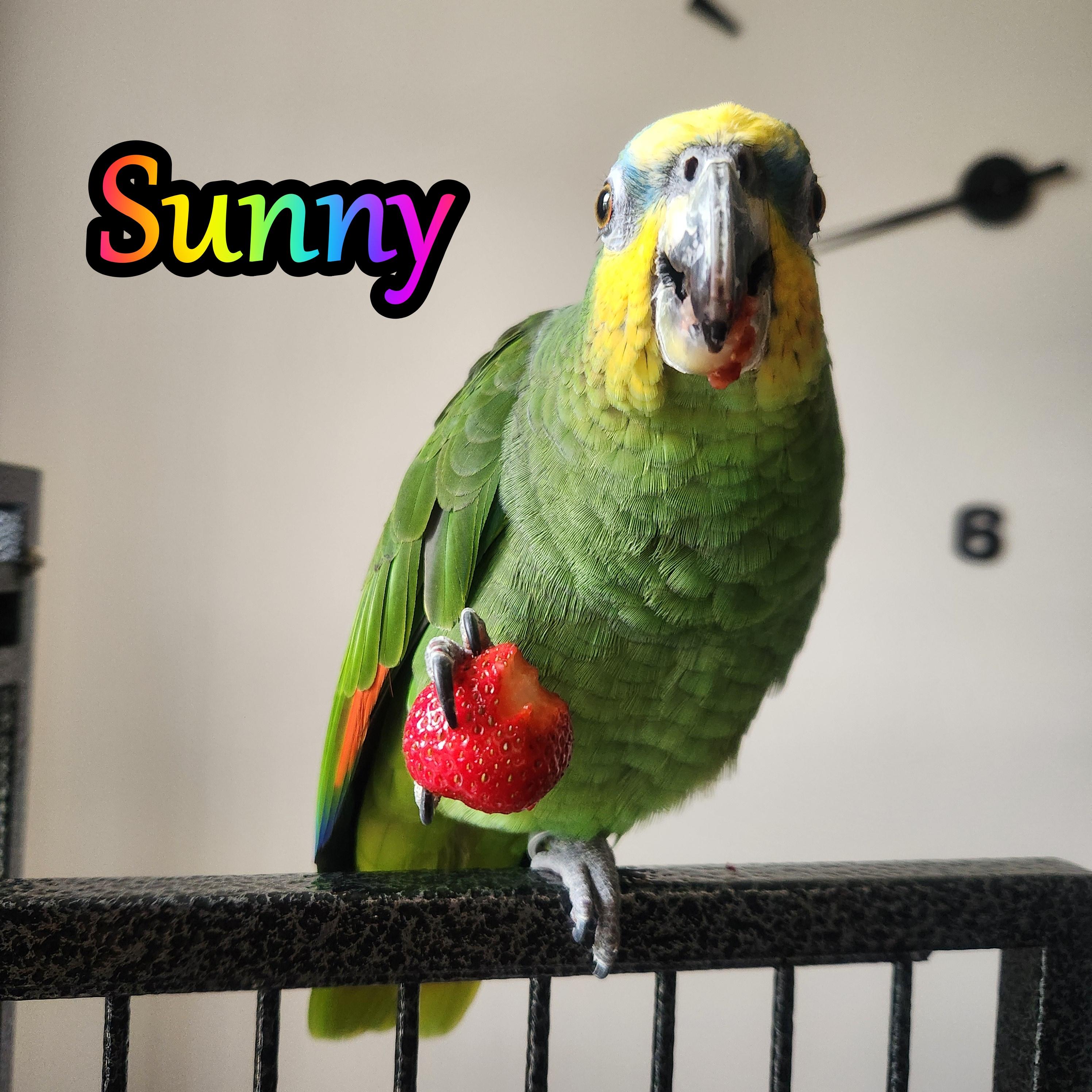 Parrot for adoption - Sunny, an Amazon in Orlando, FL | Petfinder