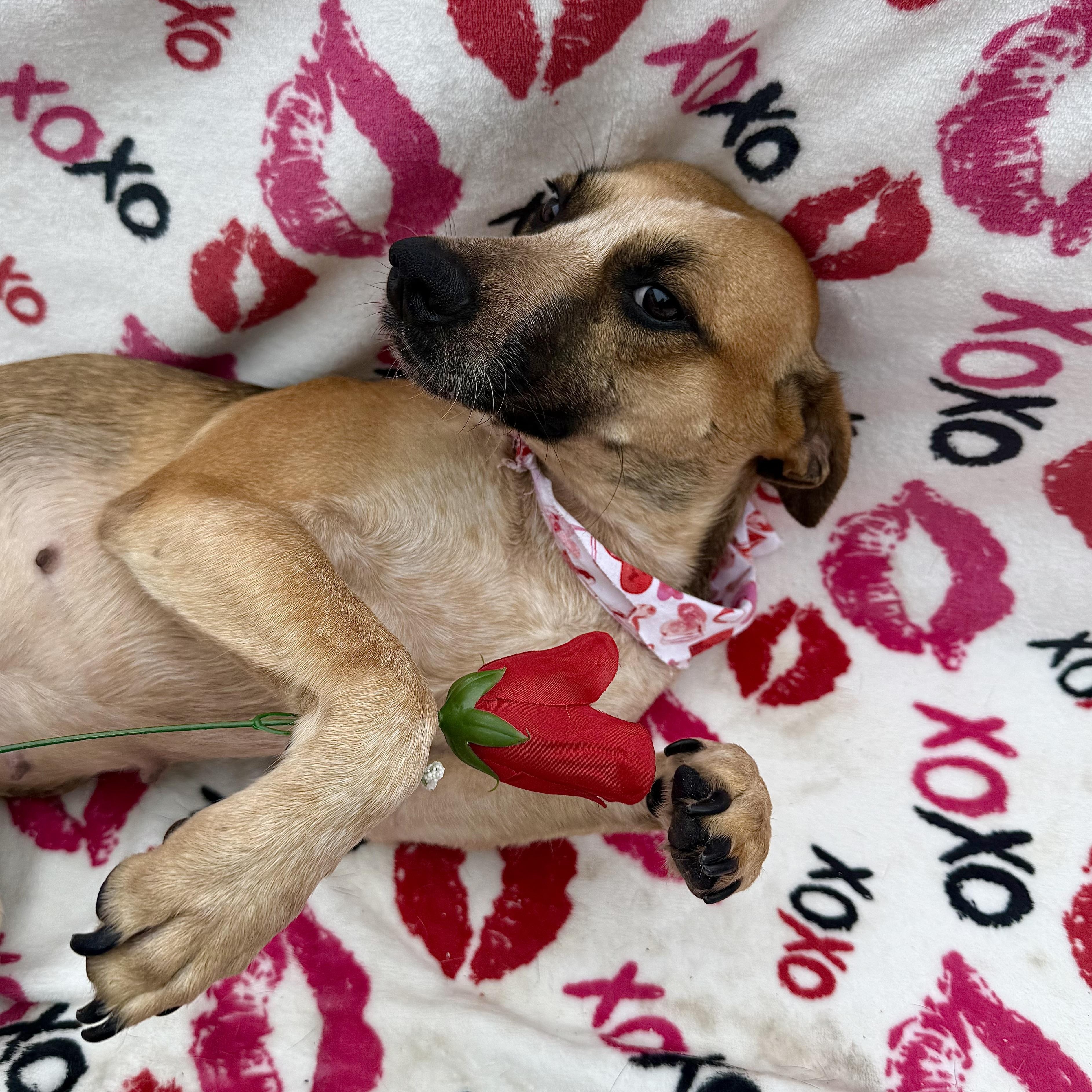 Dog for adoption - Shani, a Mixed Breed in Vineyard Haven, MA | Petfinder