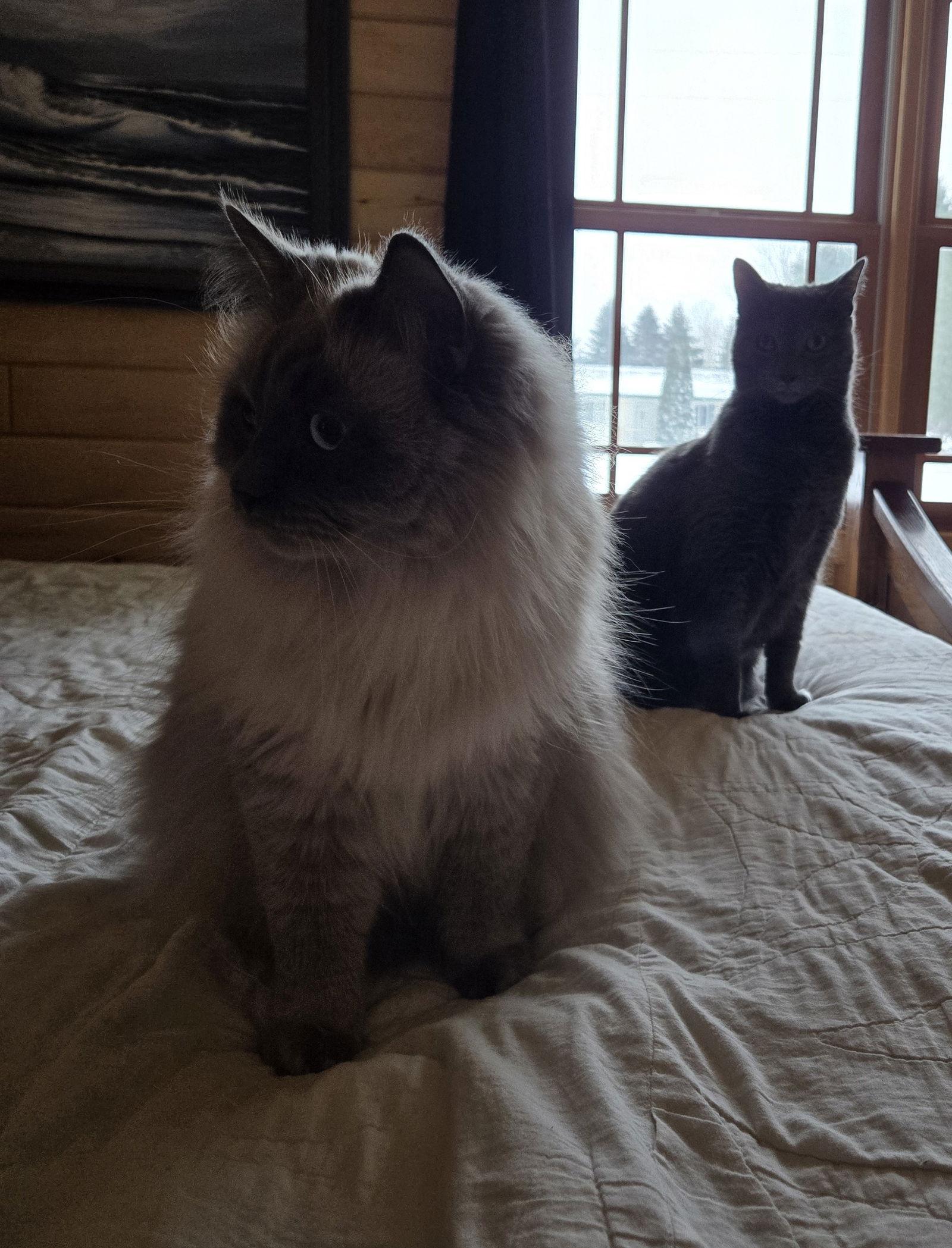 Adopt Eli in Traverse City | Domestic Long Hair, Ragdoll cat | Buddy