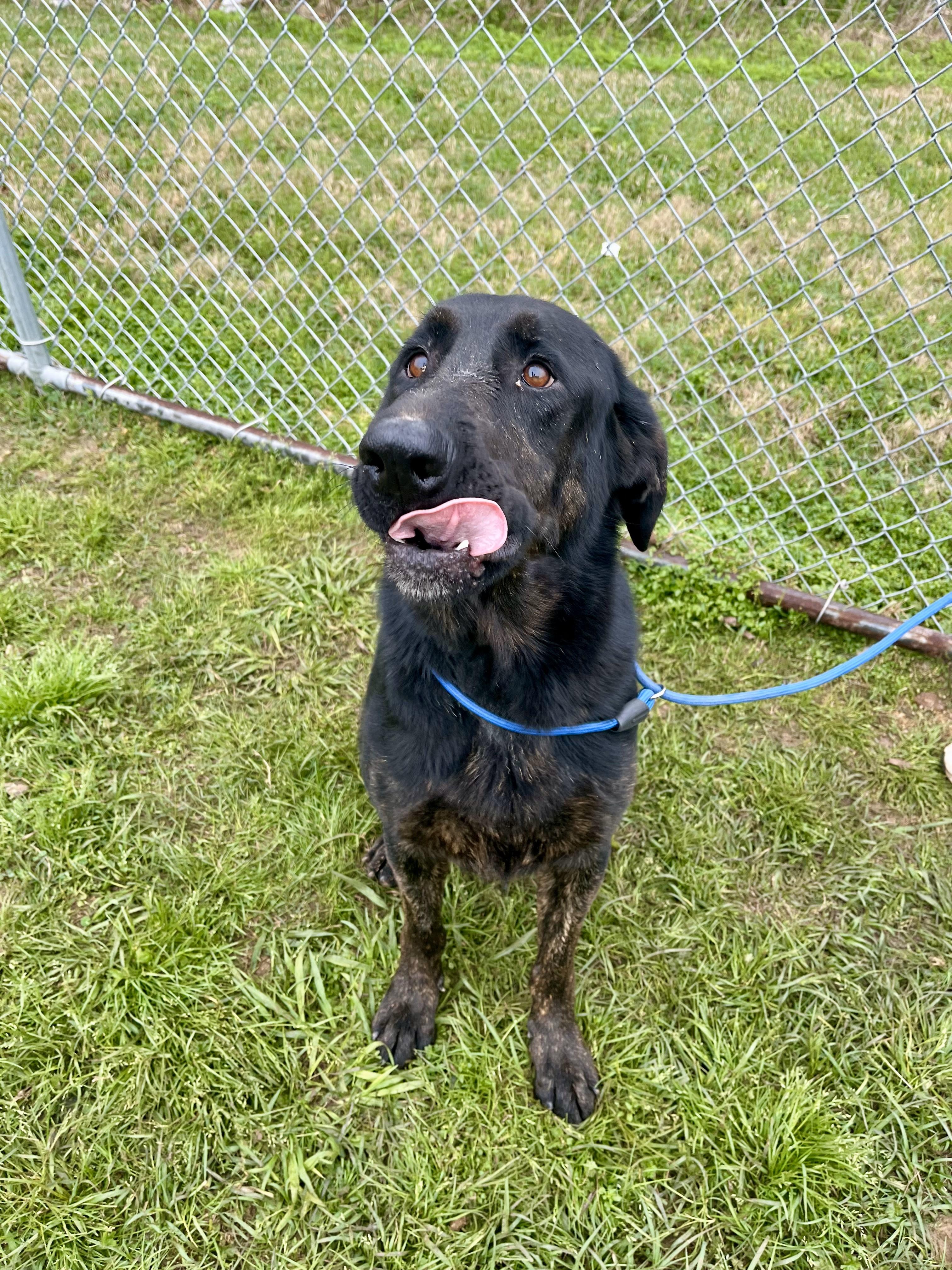 Dog for adoption - Altair, a Black Labrador Retriever in Green River ...