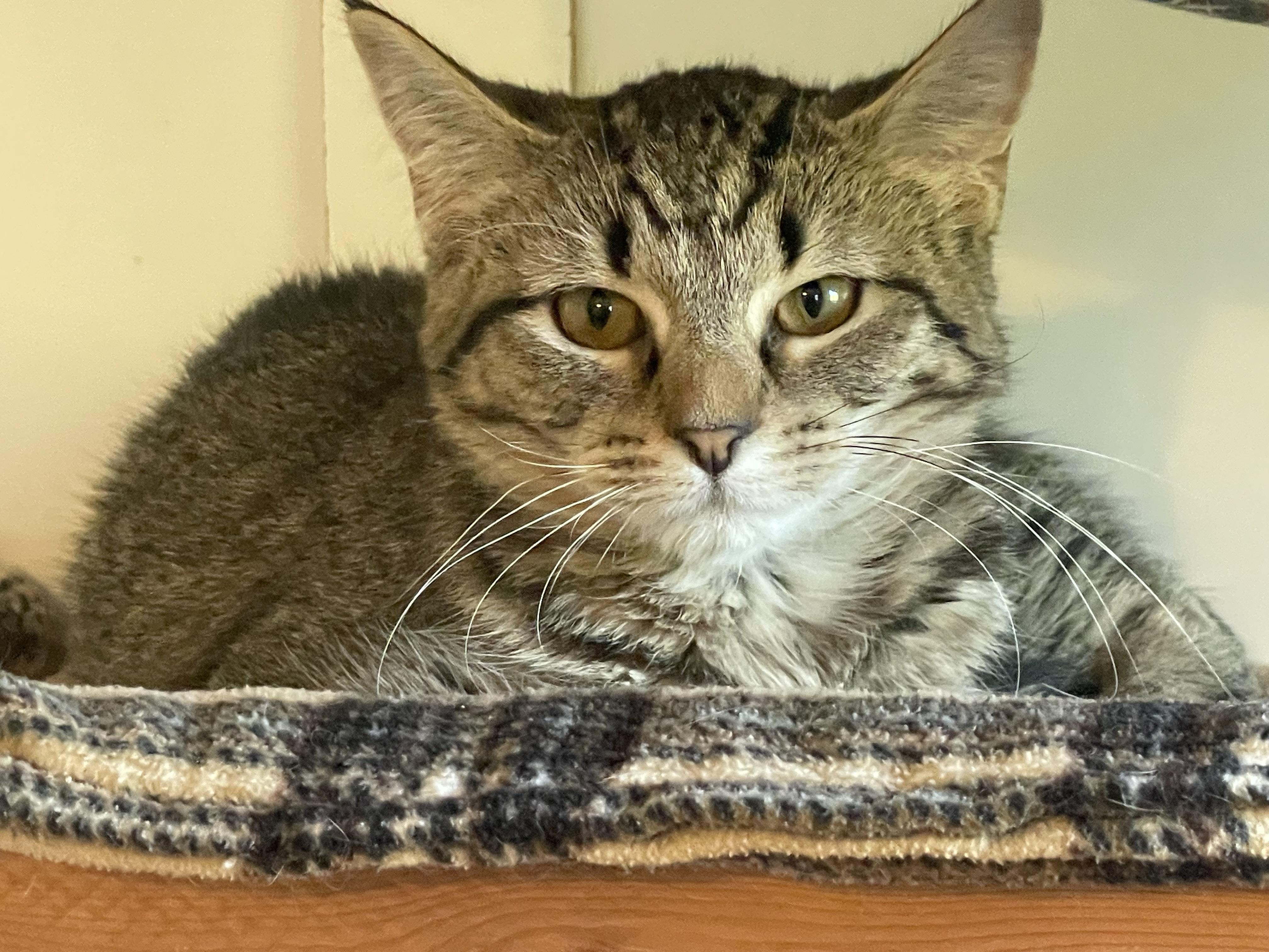 Available Cats - The A.R.K - Animal Recycling Kennel