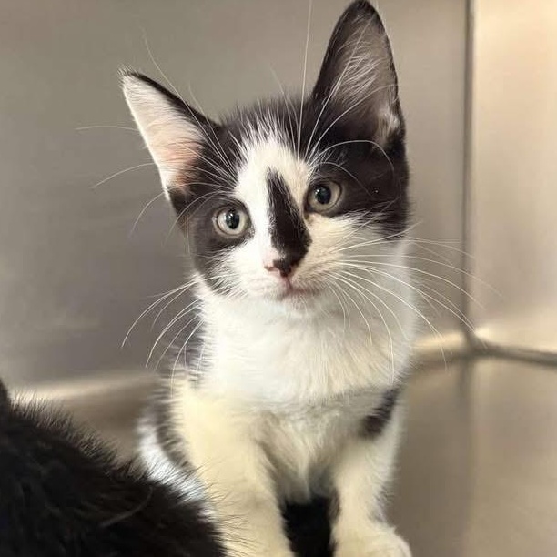 Cat for adoption - Fester, a Domestic Short Hair in Elyria, OH | Petfinder