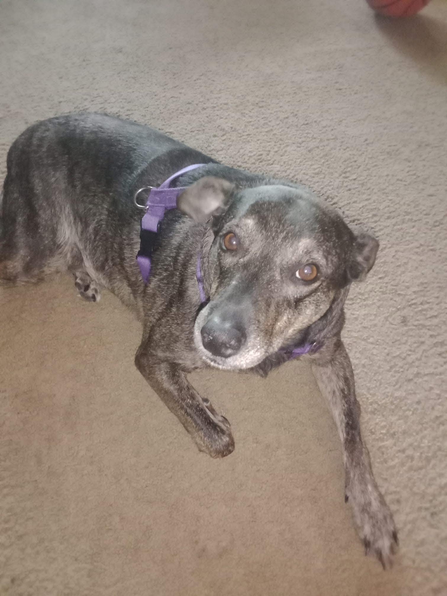 Dog for adoption - Cadence, a Catahoula Leopard Dog Mix in mattoon, IL ...