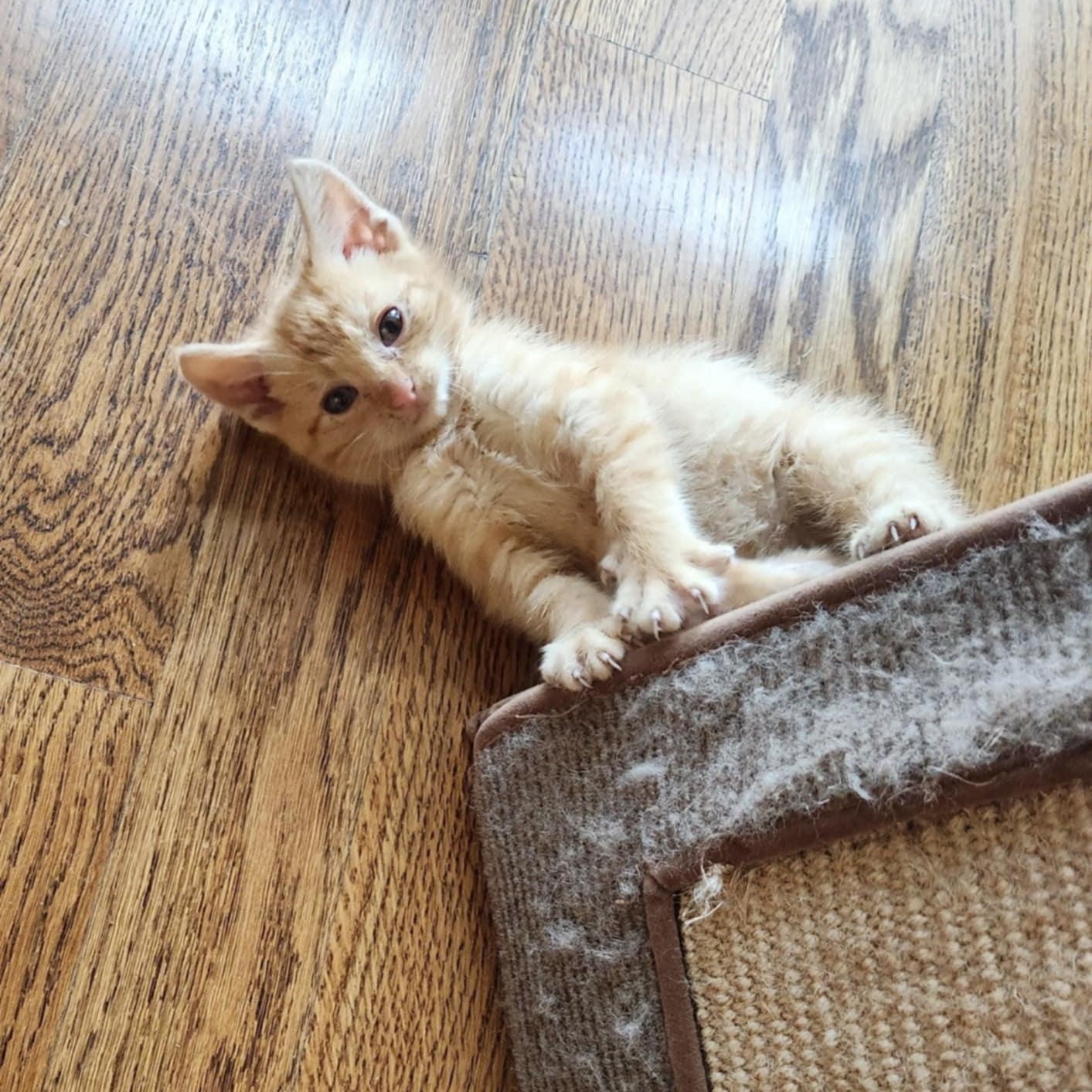 Cat for adoption - Nugget, a Domestic Short Hair in Nicholasville, KY ...