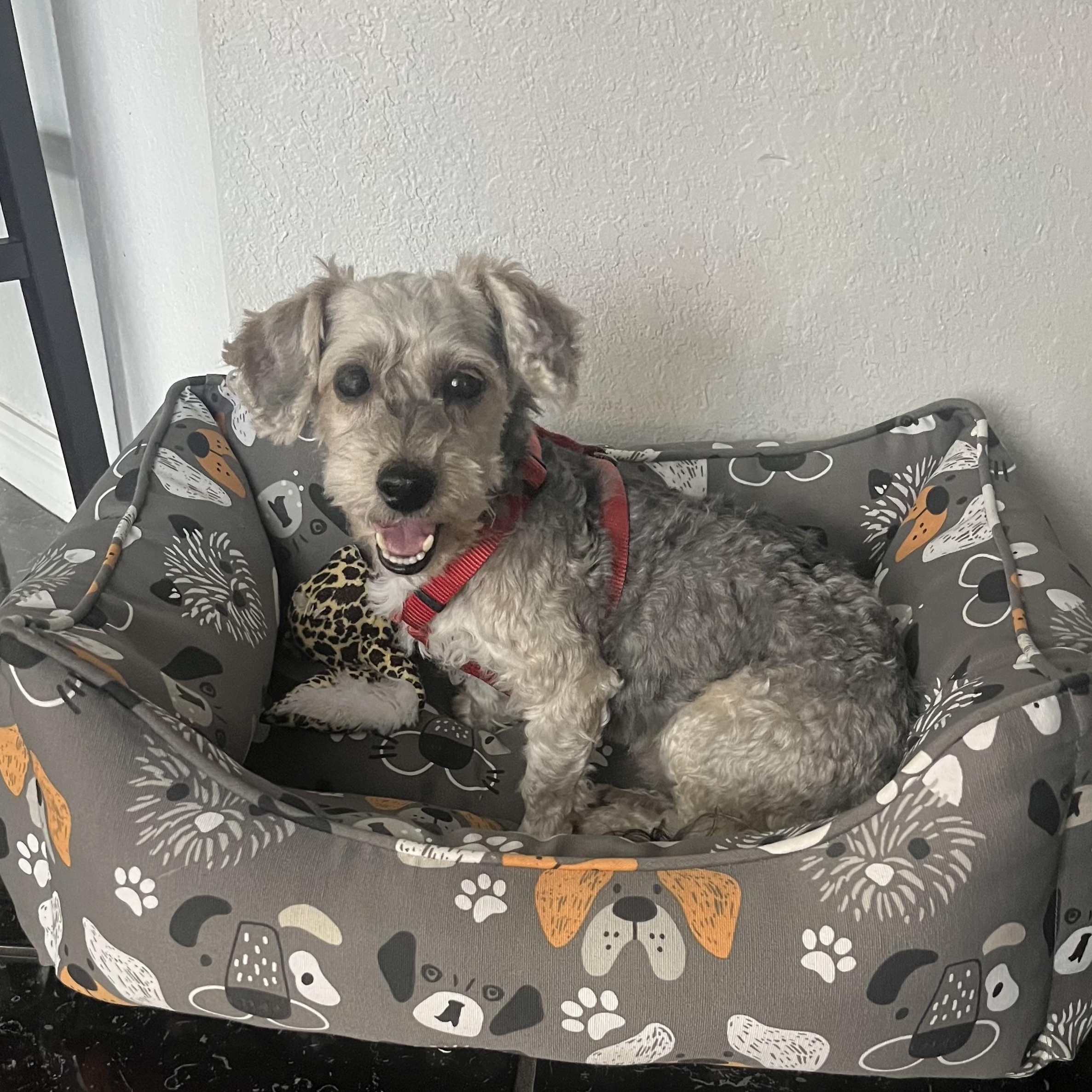 Dog for adoption - Valentine (Vinnie), a Miniature Schnauzer ...