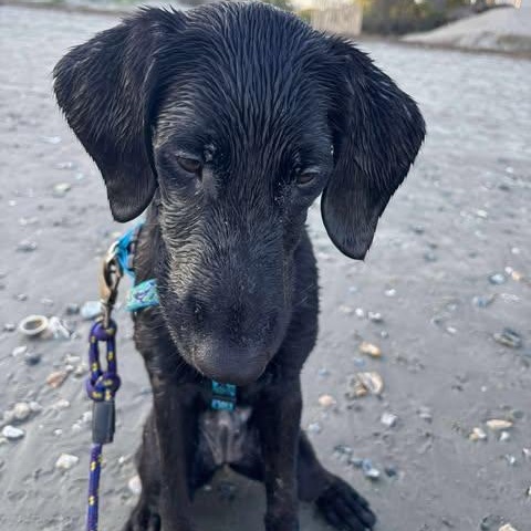 Dog for adoption - Baby Shark, a Labrador Retriever & Terrier Mix in ...