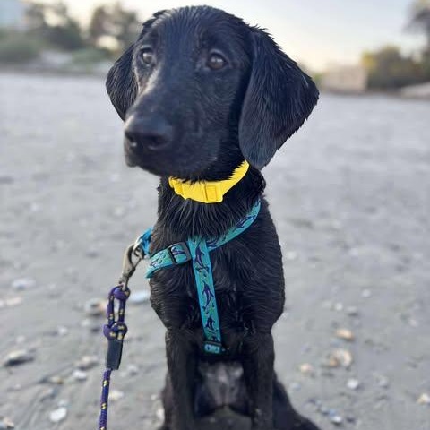 Dog for adoption - Baby Shark, a Labrador Retriever & Terrier Mix in ...