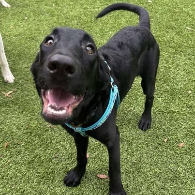 Dog for adoption - Baby Shark, a Labrador Retriever & Terrier Mix in ...