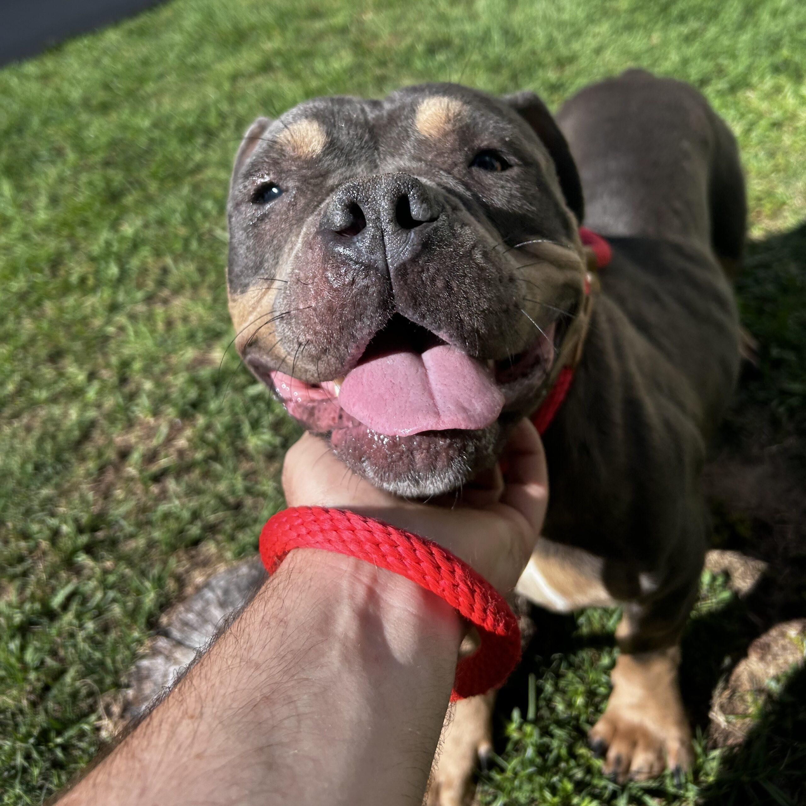 Dog for adoption - Bessie, an American Bully Mix in New York, NY ...