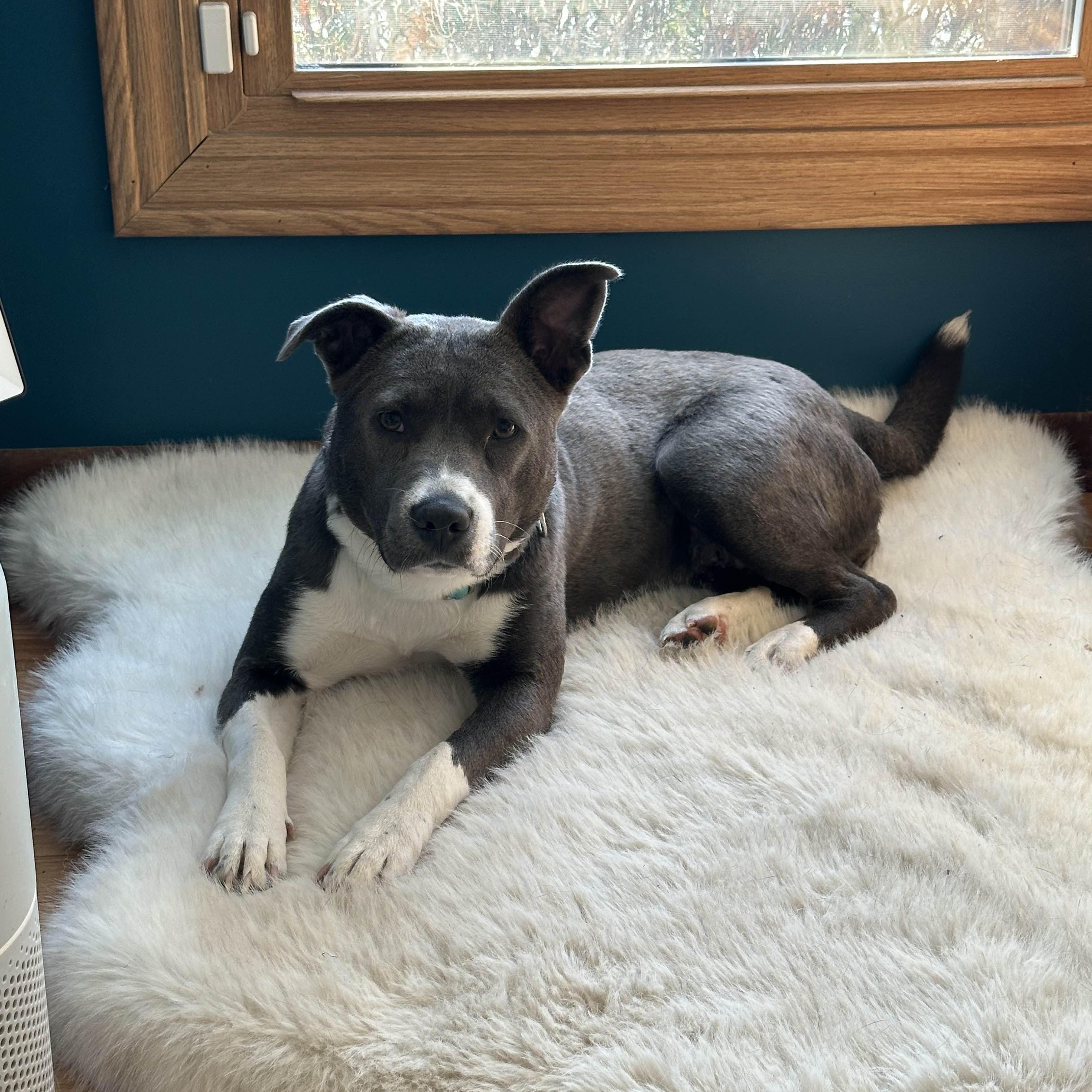 Dog for adoption - Tillie, a Pit Bull Terrier in Peotone, IL | Petfinder