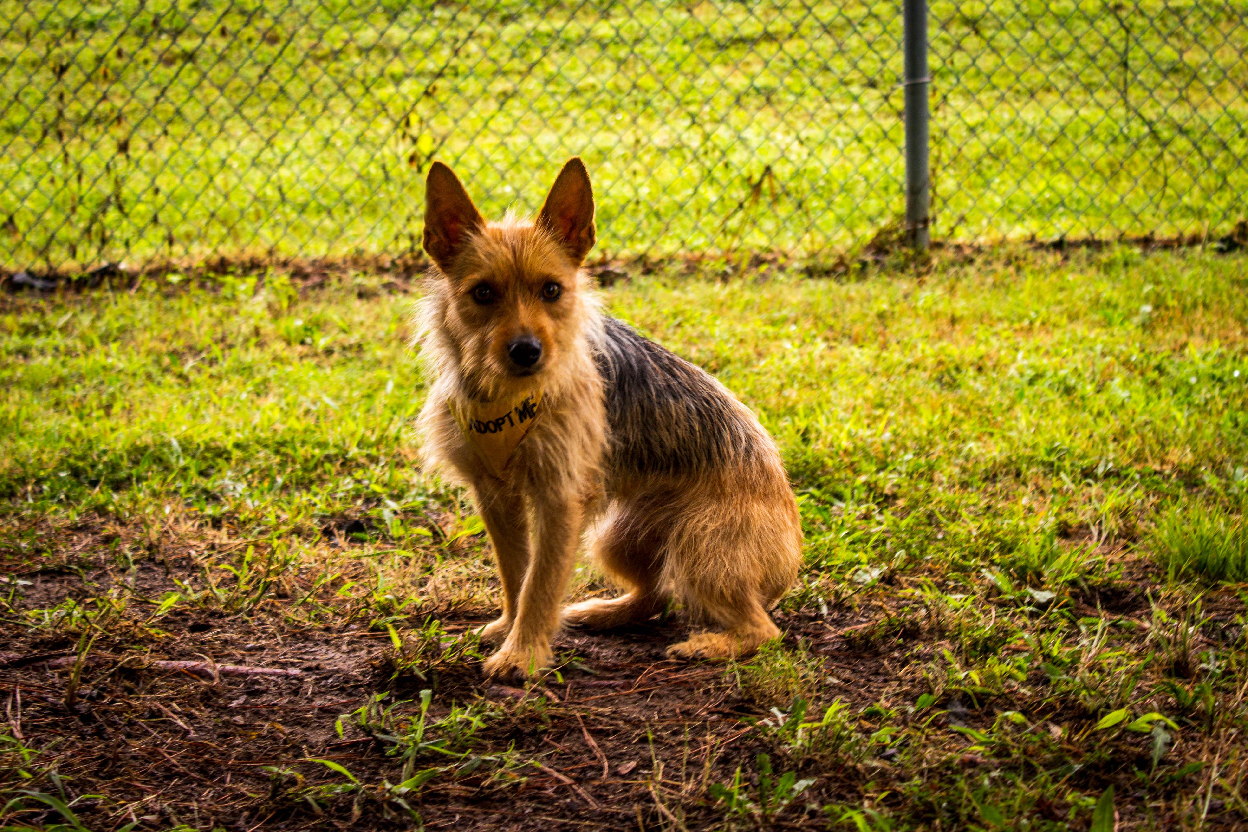 Dog for adoption - Caramel, a Yorkie Poo & Jack Russell Terrier Mix in ...