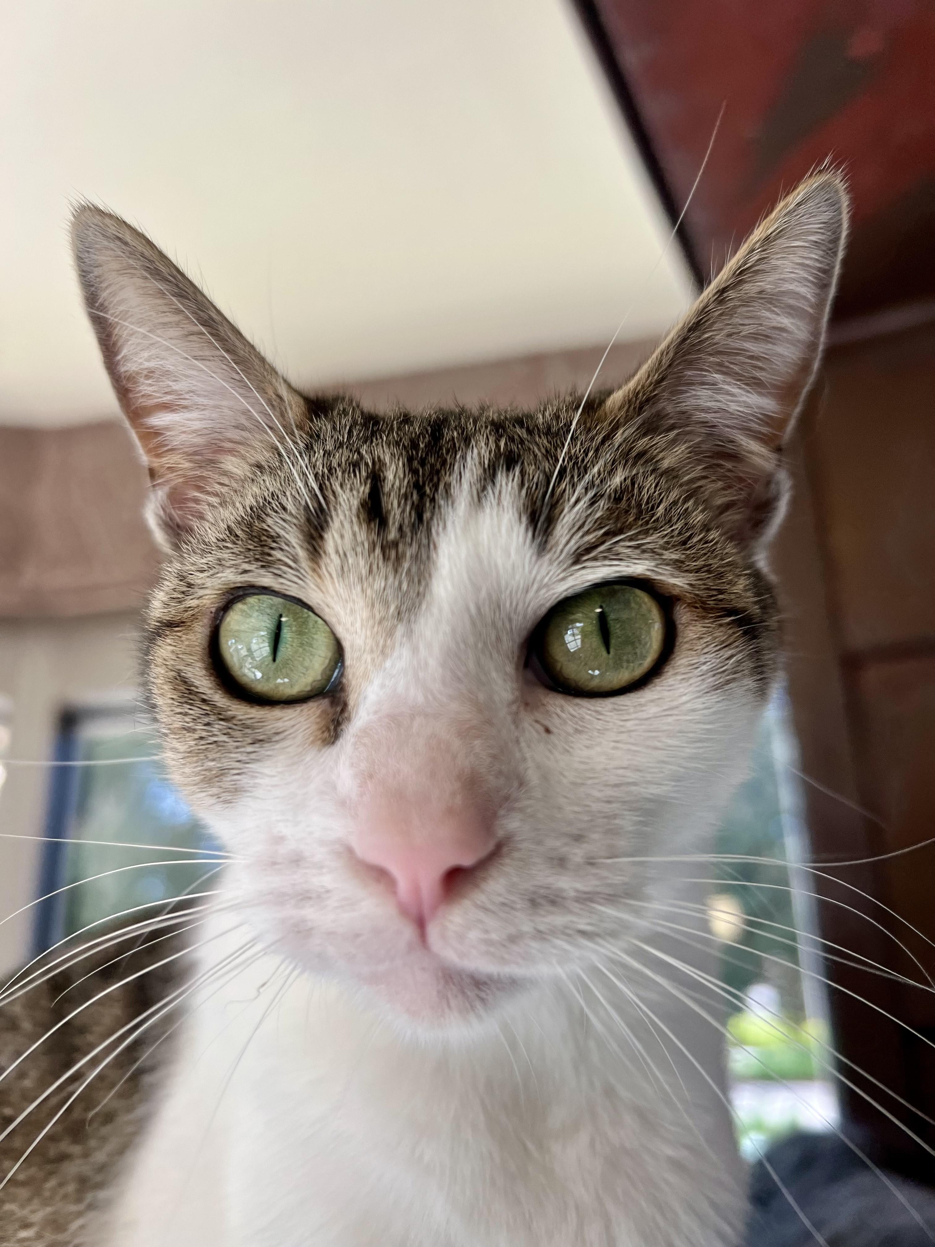 Cat for adoption - Shay, a Domestic Short Hair in Coronado, CA | Petfinder