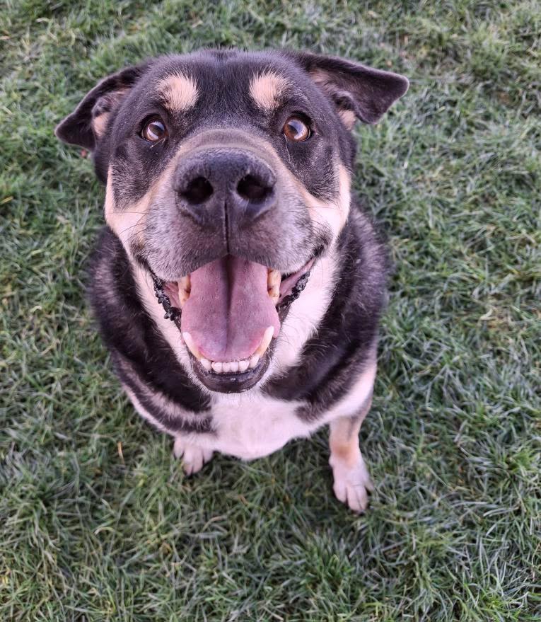 Dog for adoption - Chongus, a German Shepherd Dog & Rottweiler Mix in ...