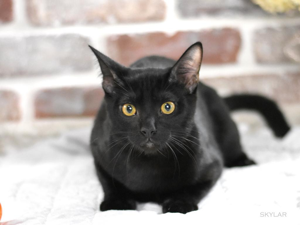 Cat for adoption - Skyler (Sky Litter), a Domestic Short Hair Mix in ...