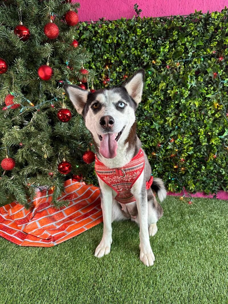 Dog for adoption - Kelly, a Siberian Husky Mix in North Las Vegas, NV ...