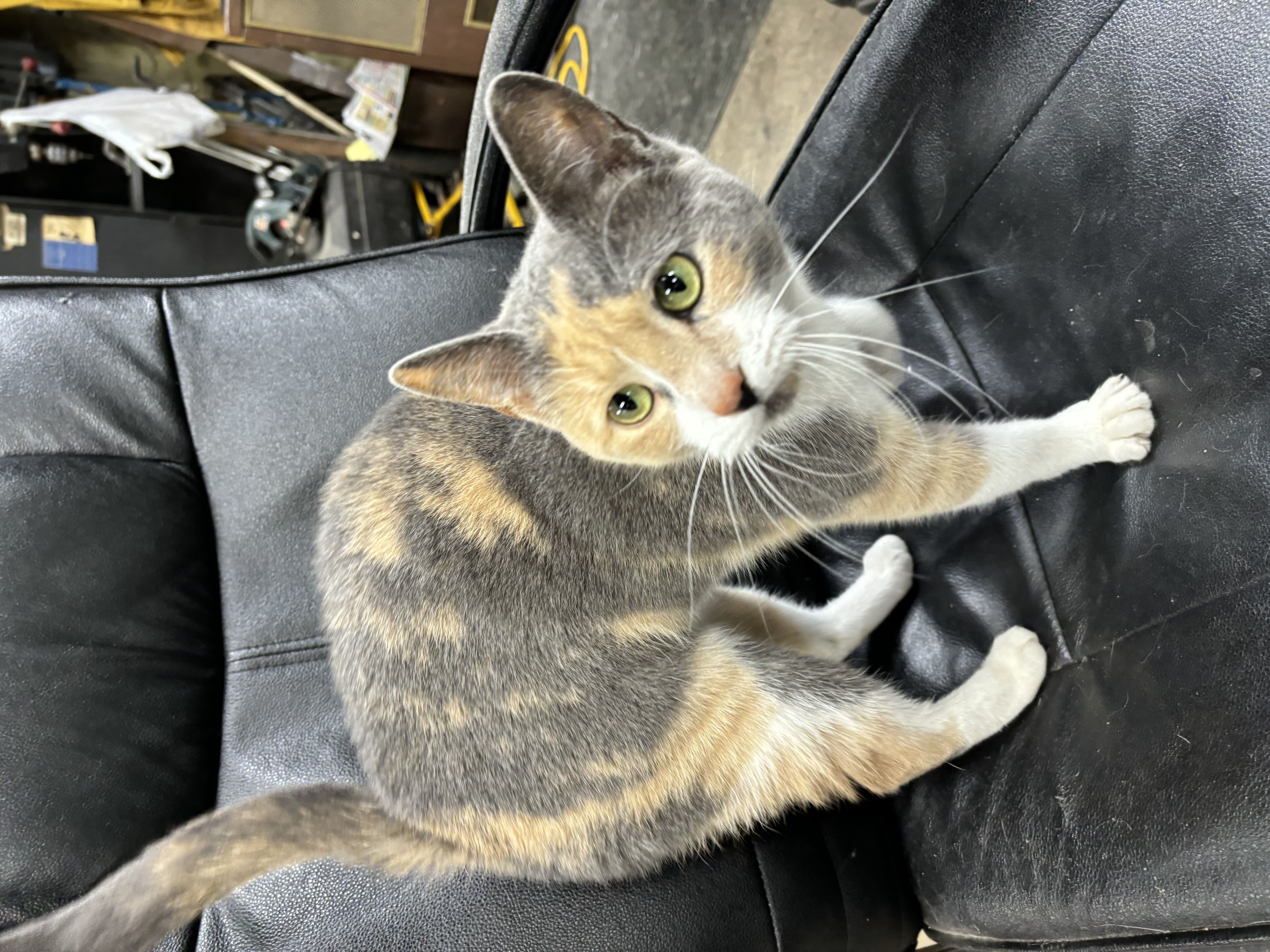 Cat for adoption - Reese, a Calico in Marlette, MI | Petfinder