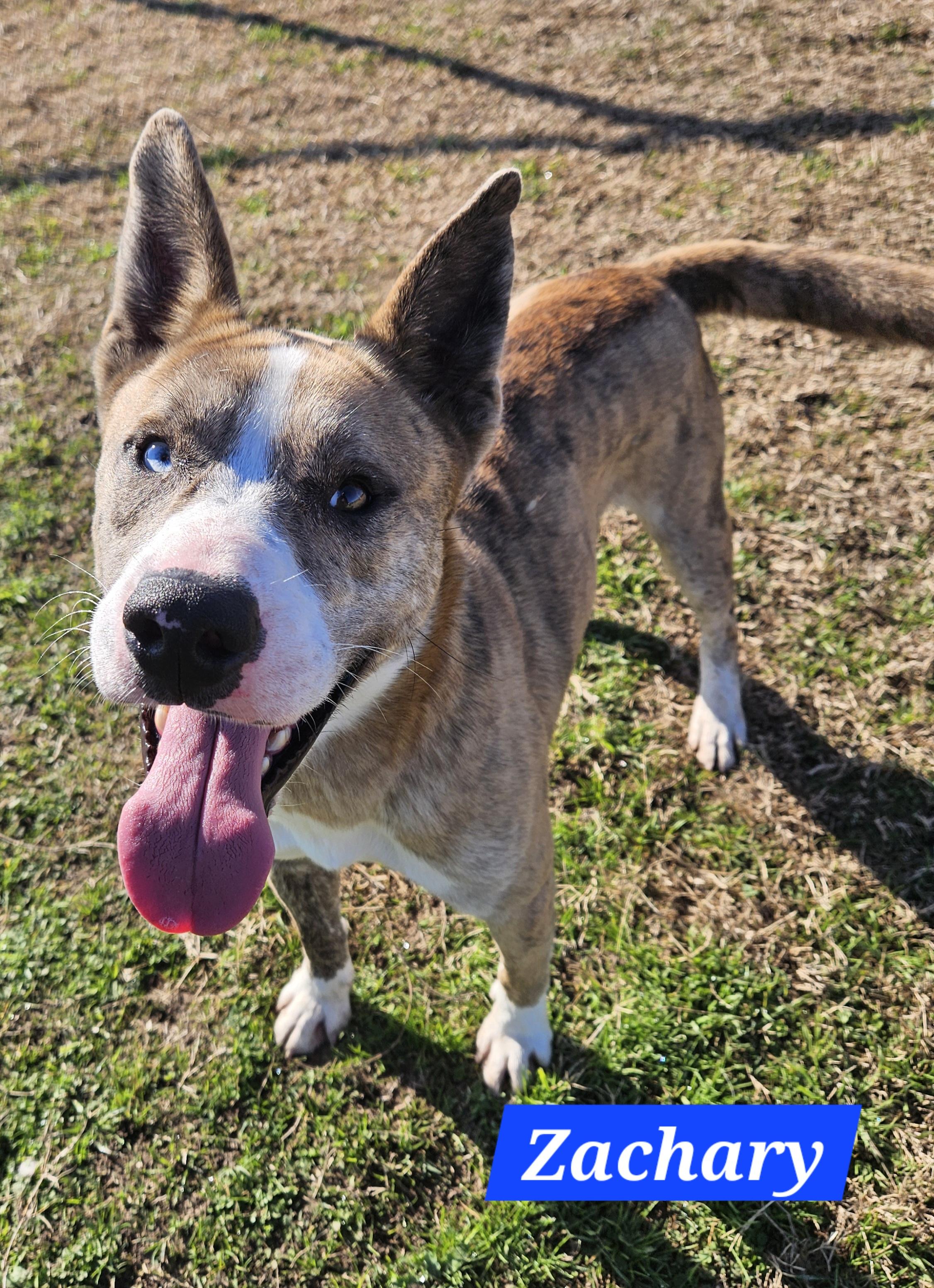 Dog for adoption - Zachery, an Australian Cattle Dog / Blue Heeler Mix ...
