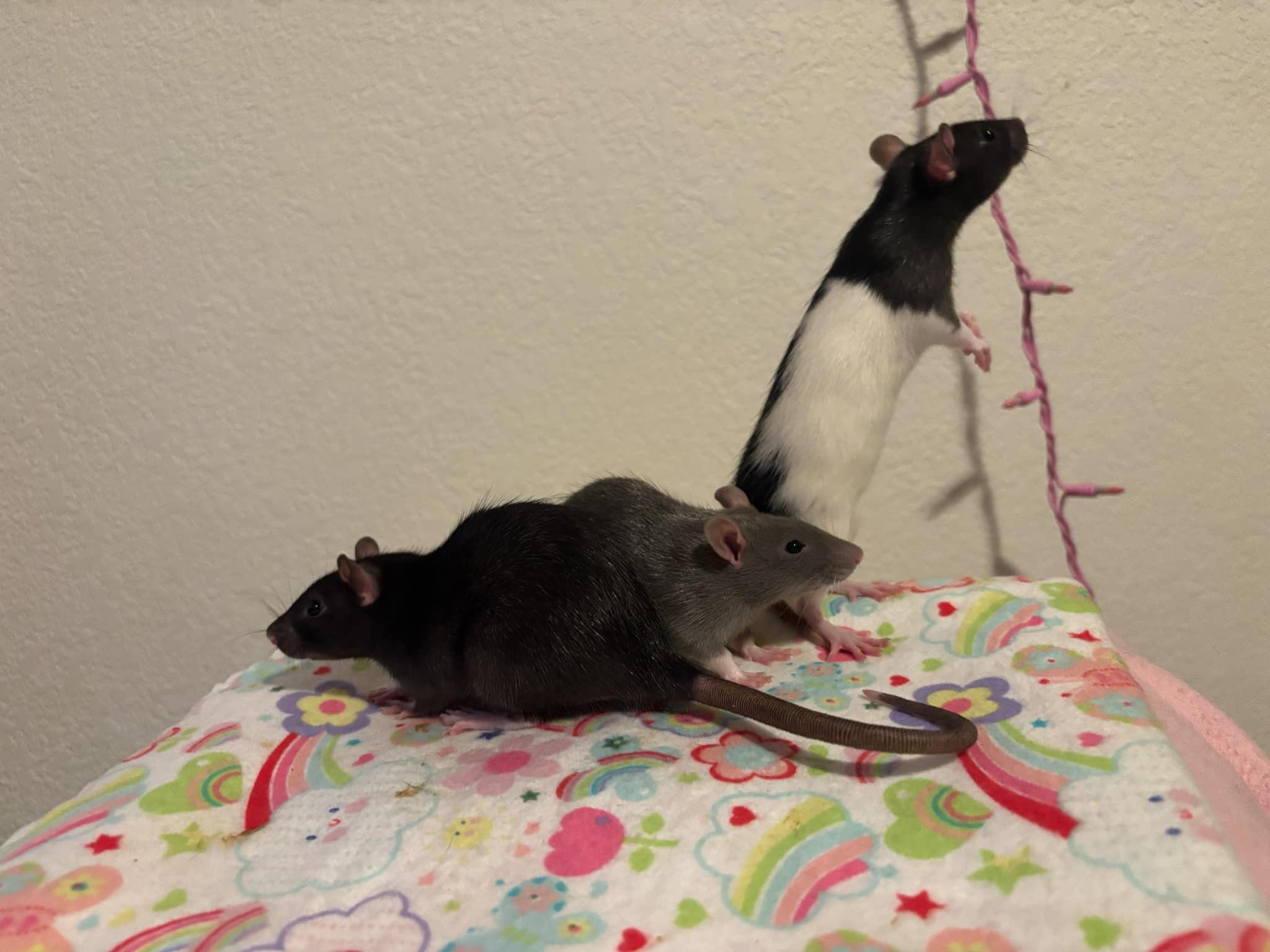 Rat for adoption - Andromeda, Estella, Miranda, a Rat in Eugene, OR ...