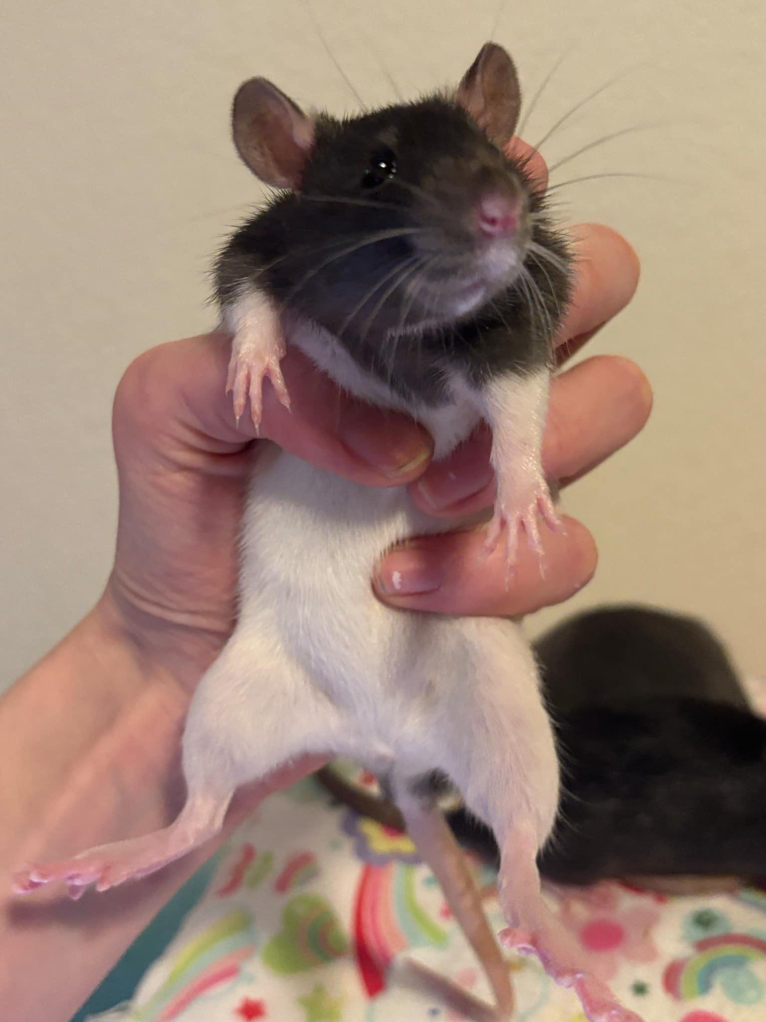 Rat for adoption - Andromeda, Estella, Miranda, a Rat in Eugene, OR ...