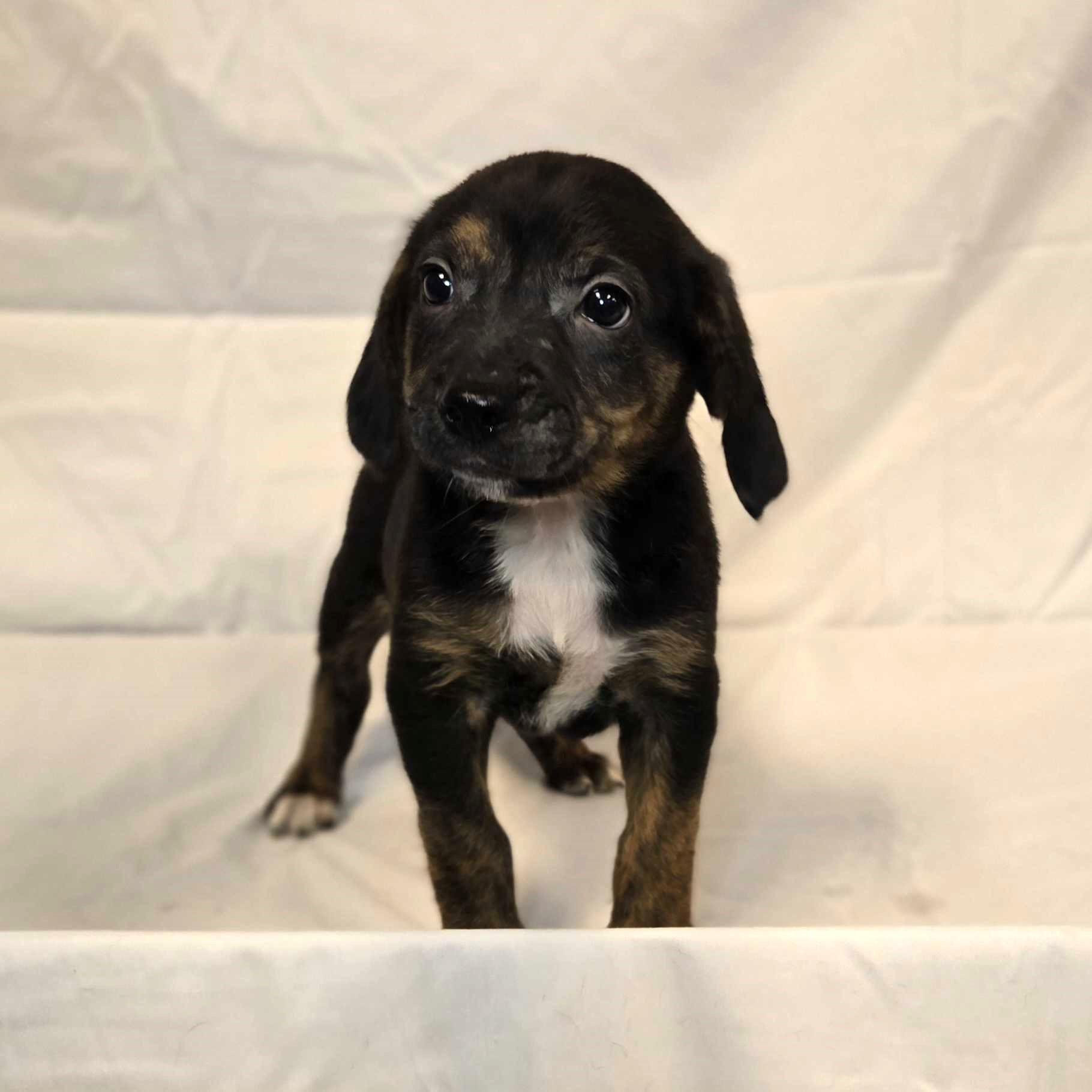 Dog for adoption - Tempo, a Mixed Breed in Canal Winchester, OH | Petfinder