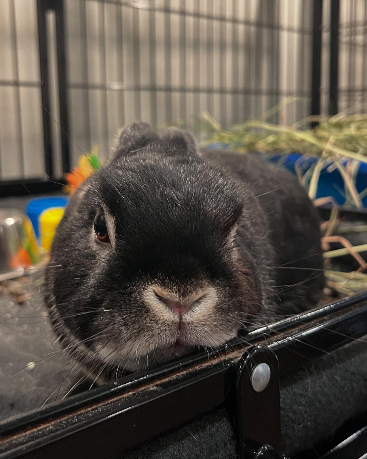 Adoptable Bunnies - Luv-N-Bunns Rabbit Rescue