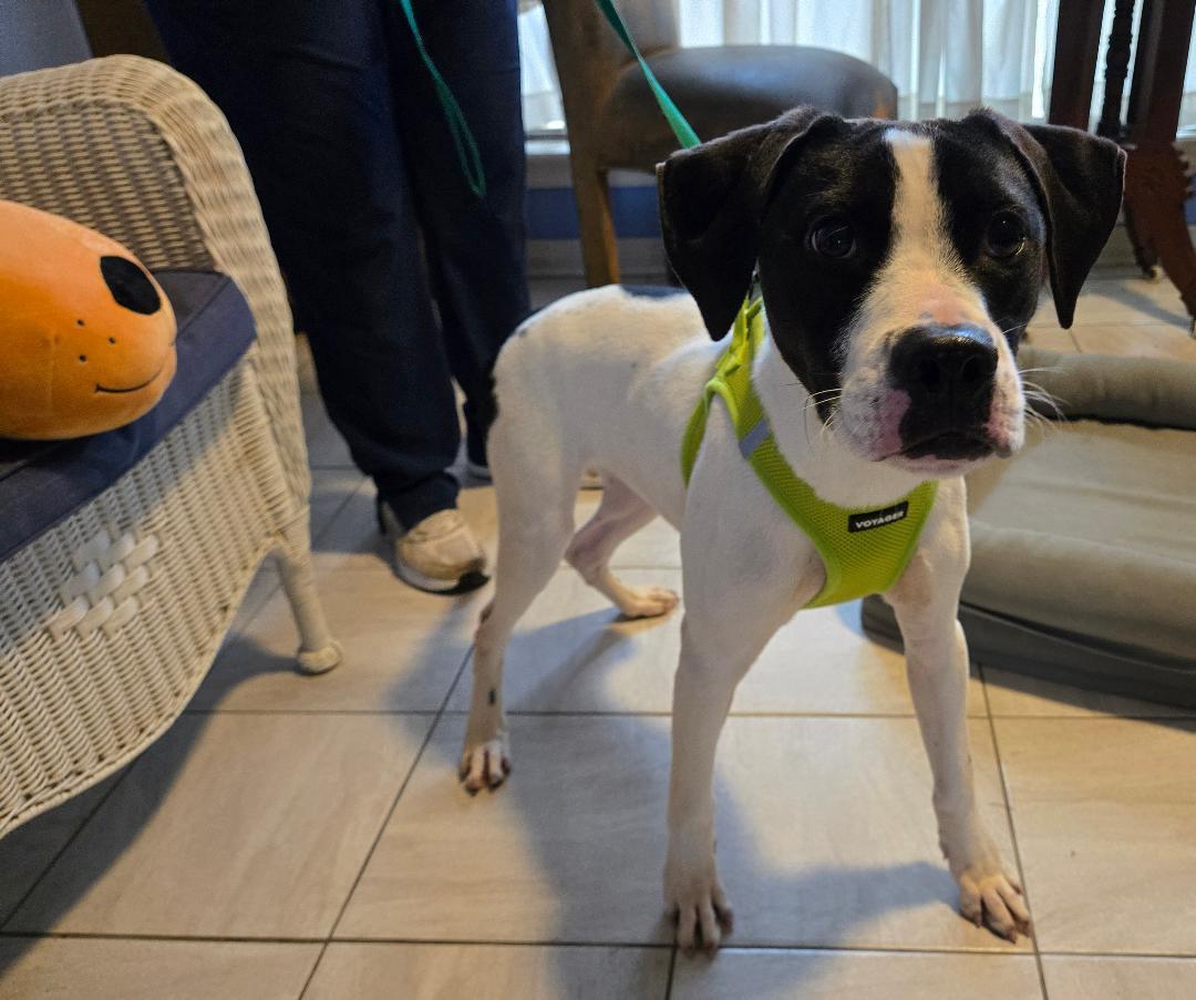 Dog for adoption - Toby, a Pointer Mix in Lake City, FL | Petfinder