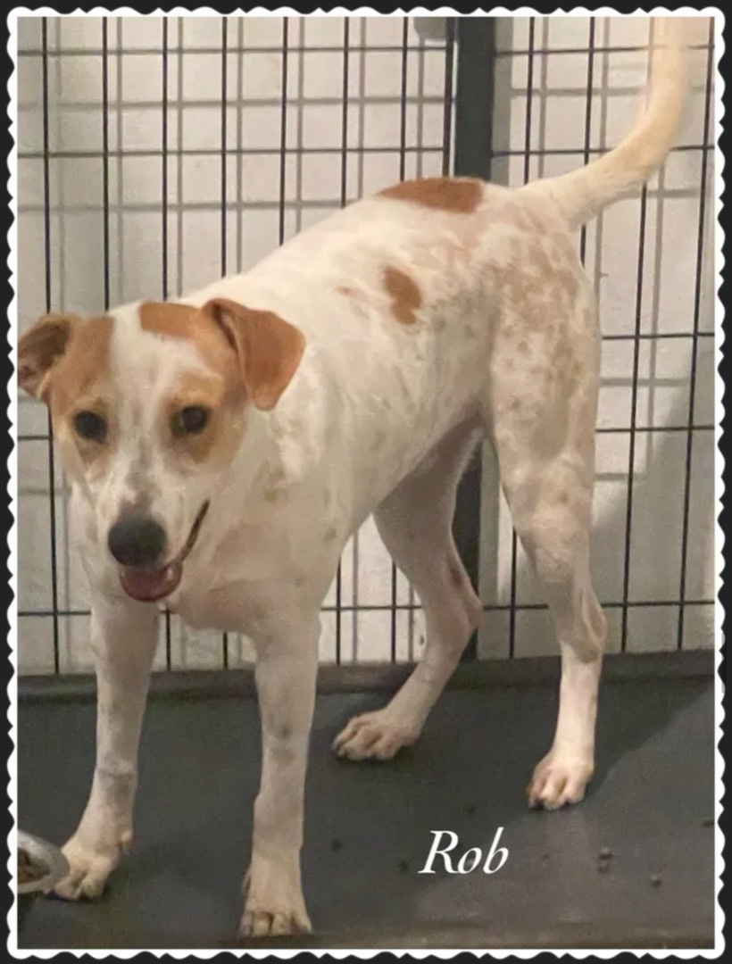 Dog for adoption - Rob, a Mixed Breed in Aurora, CO | Petfinder