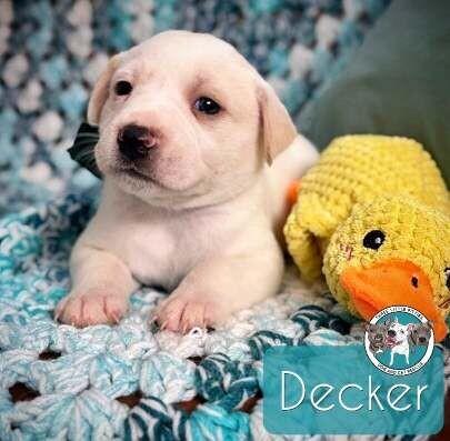 Dog for adoption - Decker Dean Dixie, a Labrador Retriever & Chihuahua ...