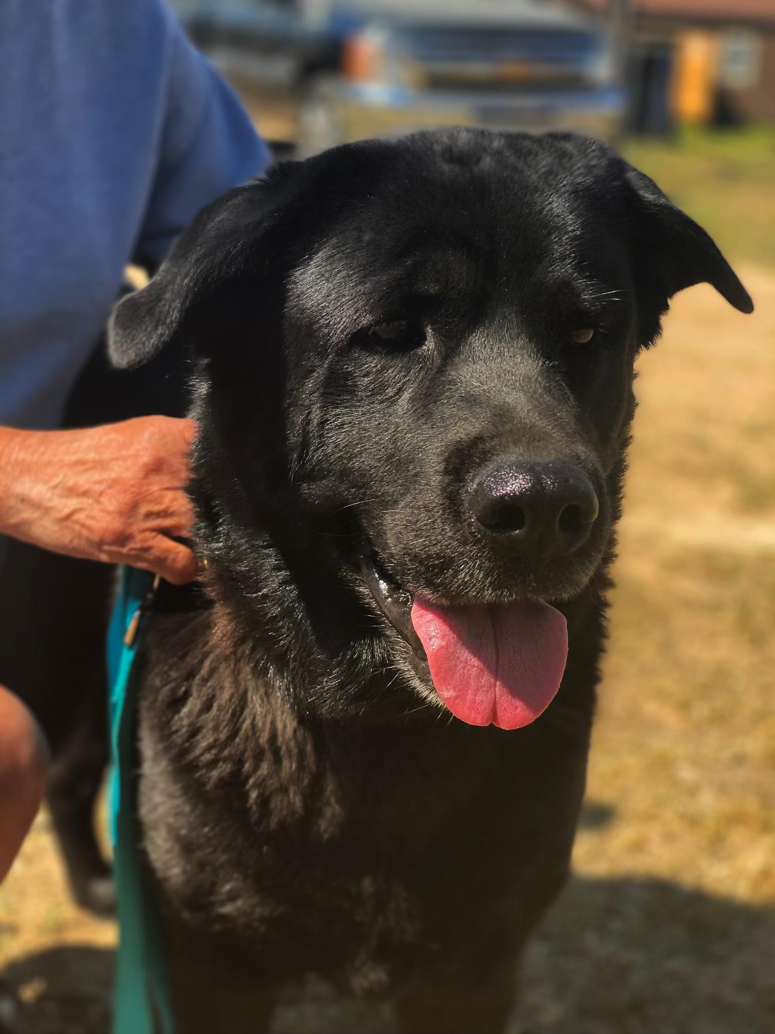 Dog for adoption - Kayla, a Newfoundland Dog & Black Labrador Retriever ...