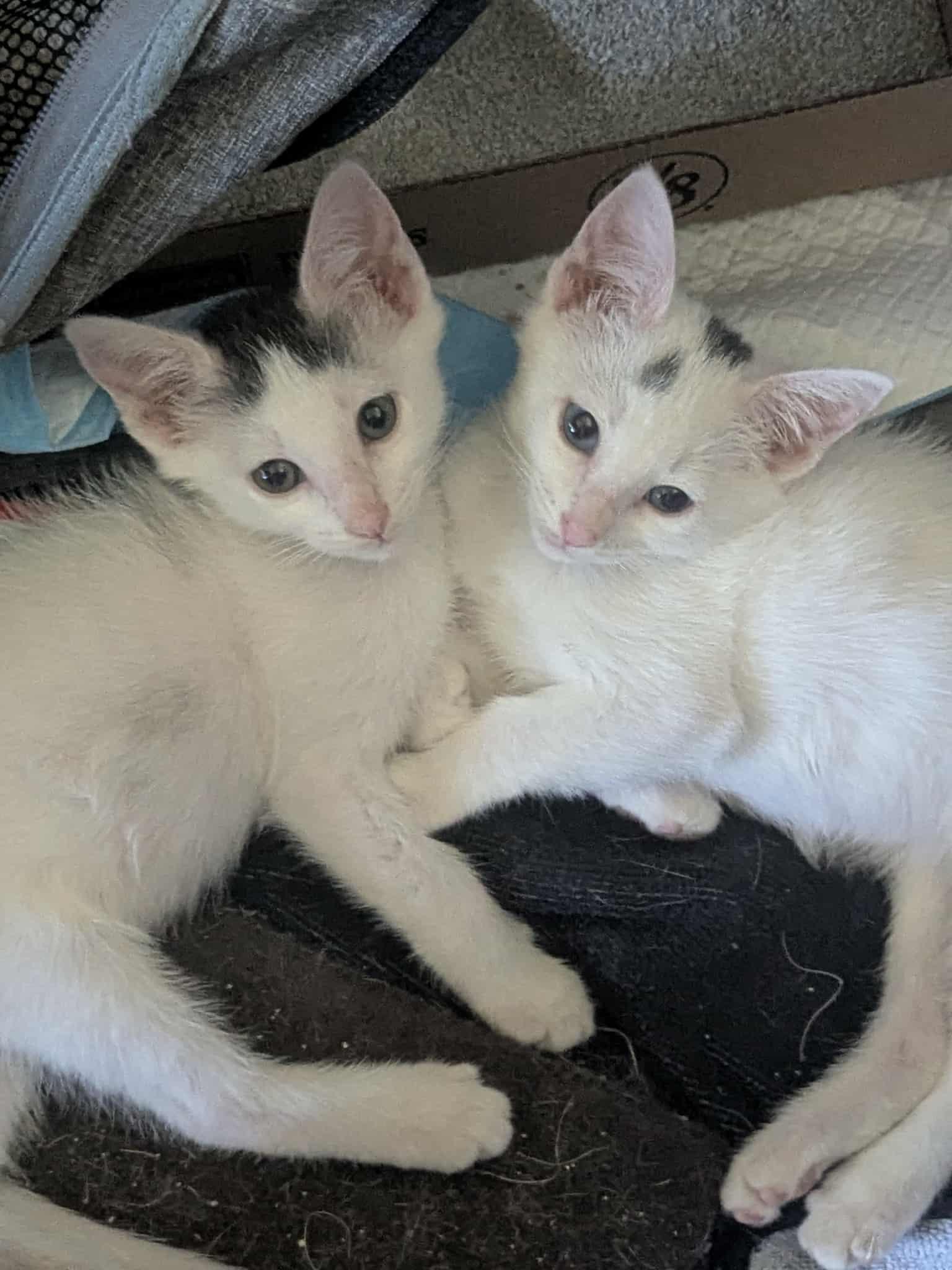 Cat for adoption - August, a Domestic Short Hair in San Juan Capistrano ...